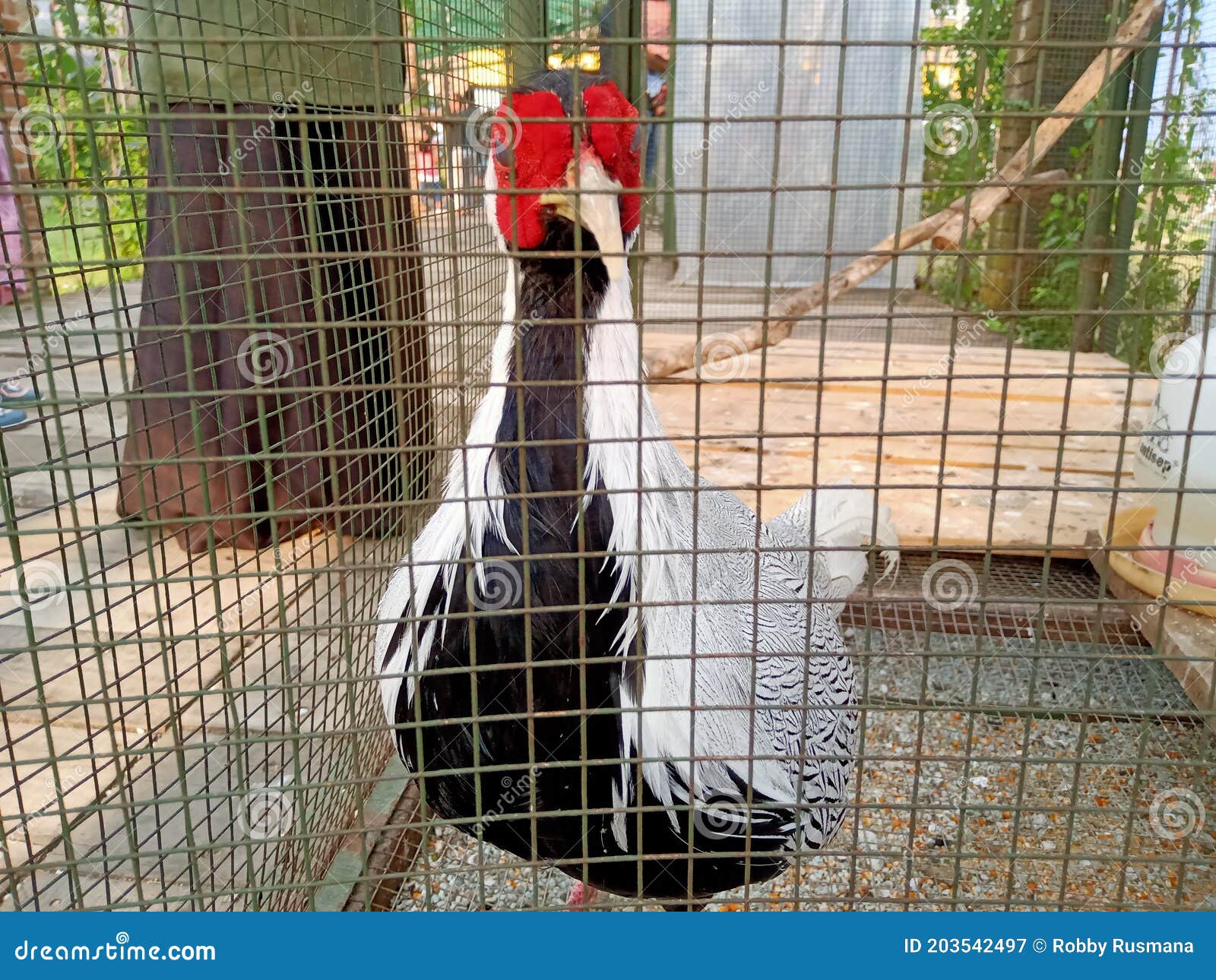 Chicken in square stock image. Image of chicken, backyard - 203542497