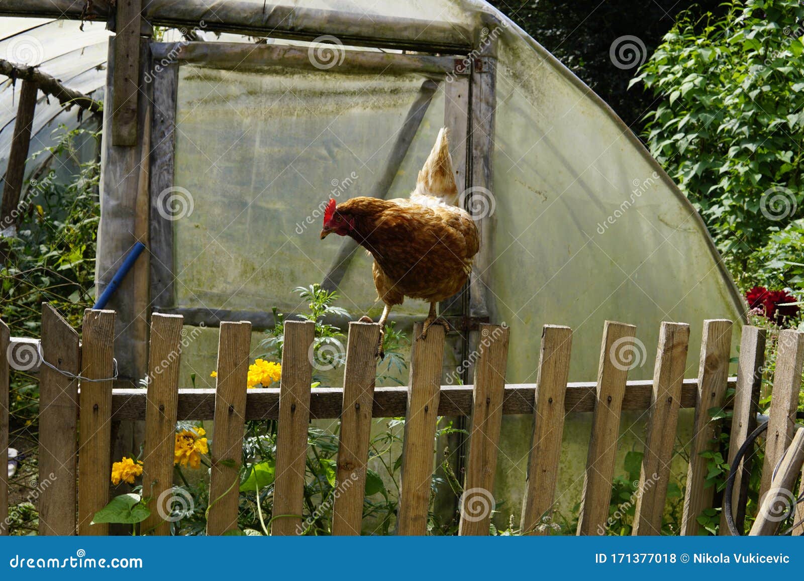 Chicken Standing on the Fence Stock Photo - Image of standing, summer ...