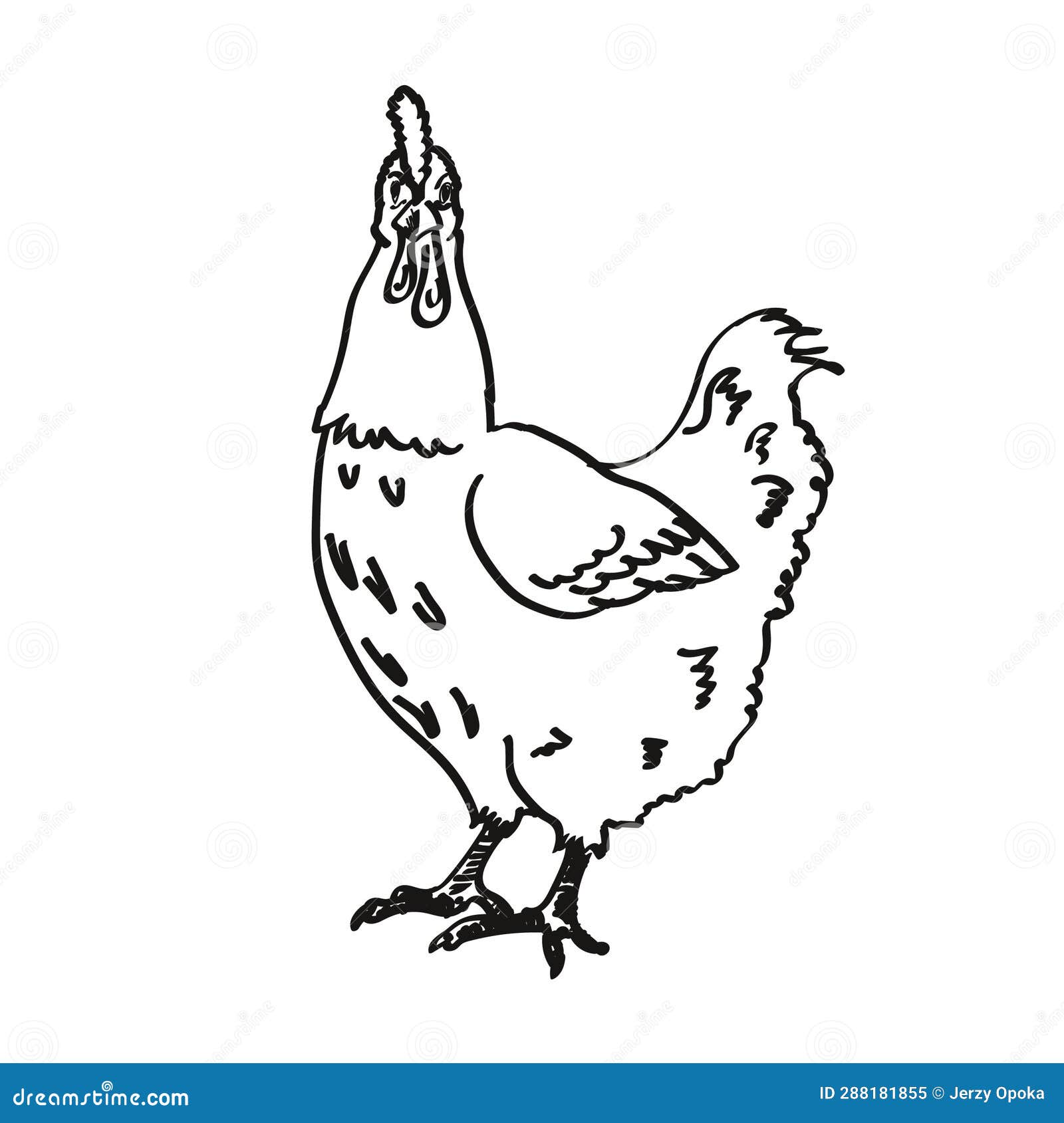 Chicken Standing Hand Drawing Stock Illustration - Illustration of ...