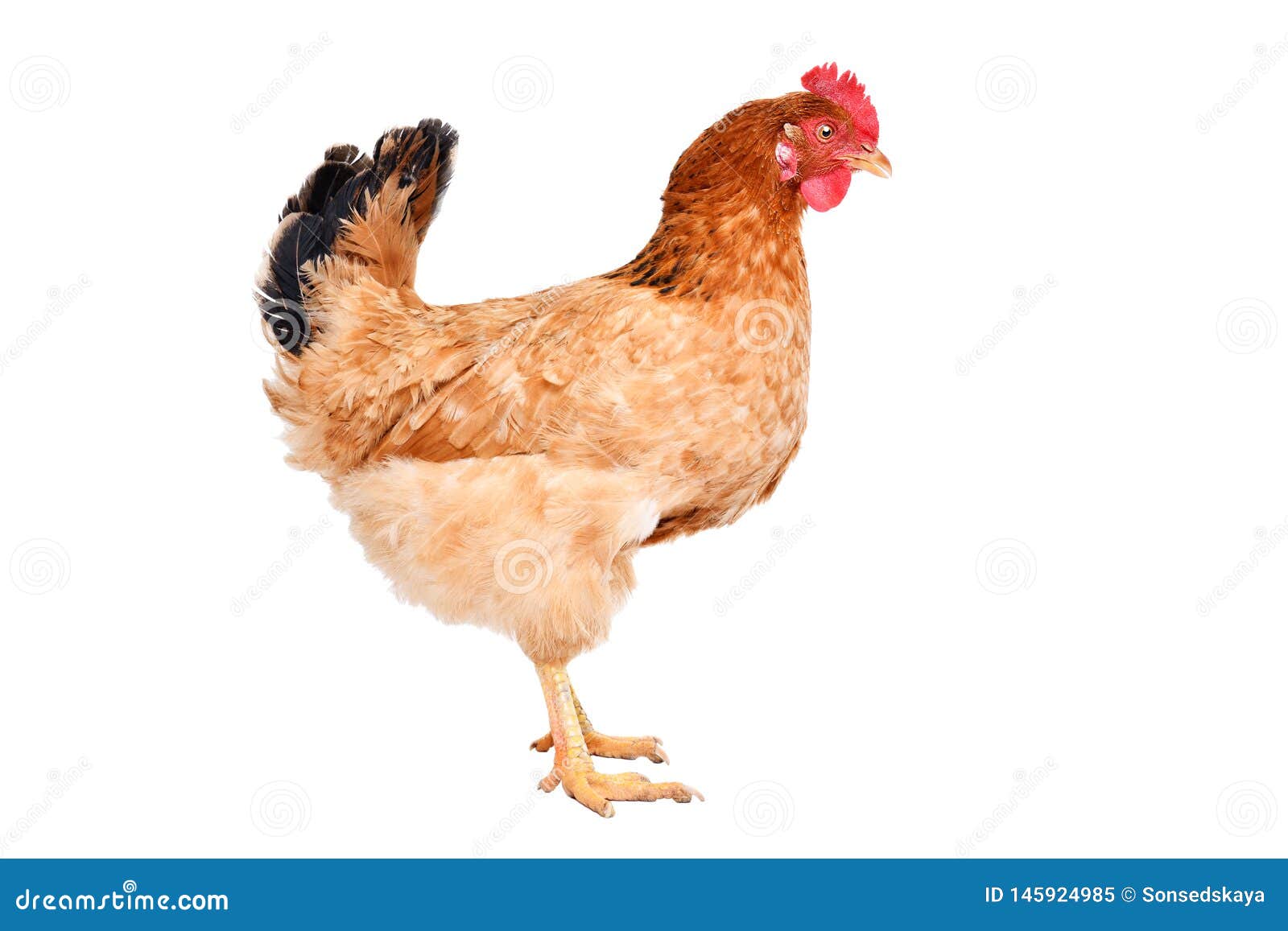 Chicken standing isolated stock image. Image of camera - 145924985