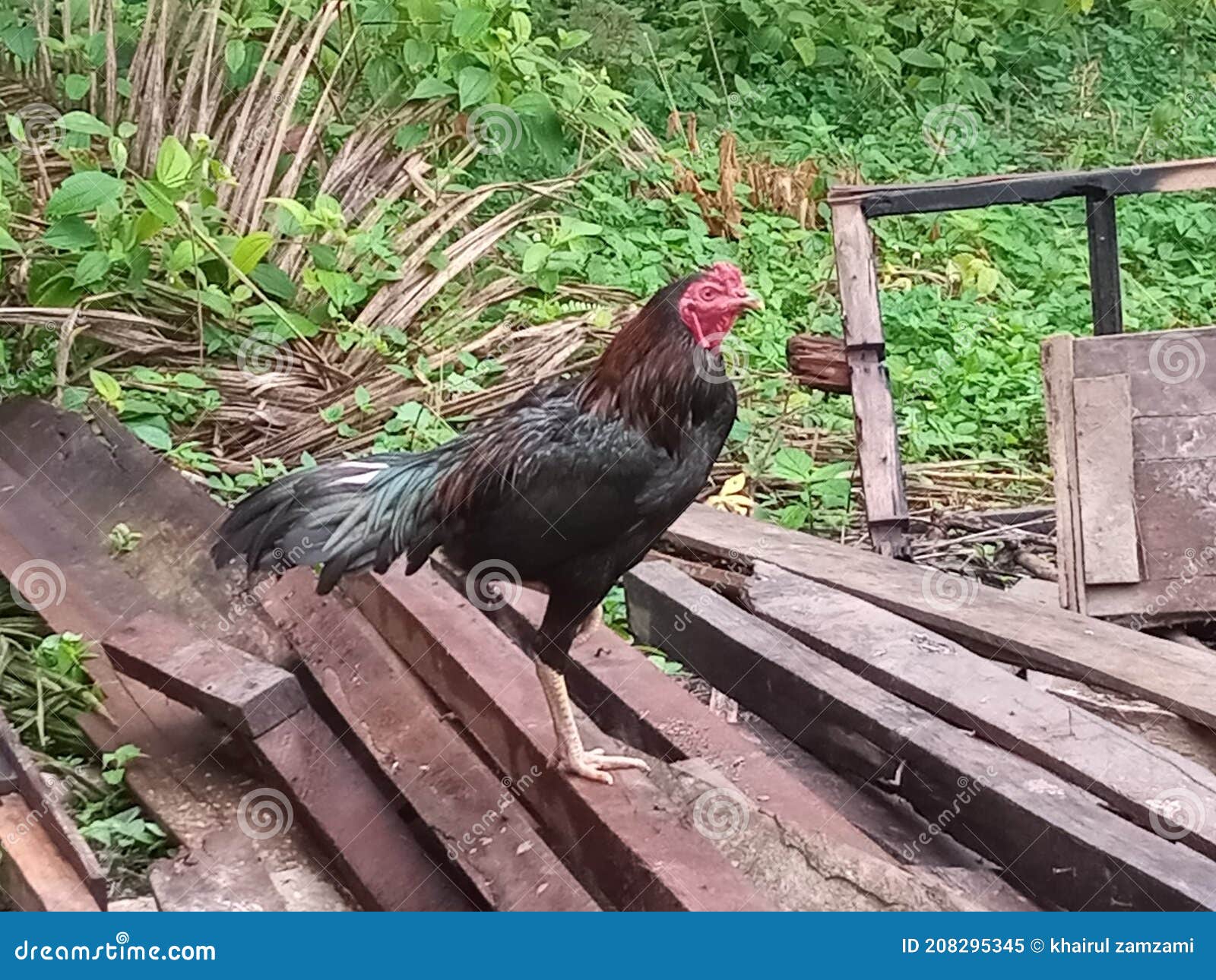 Chicken Standing Up One Foot on the Tree Stock Image - Image of tree ...