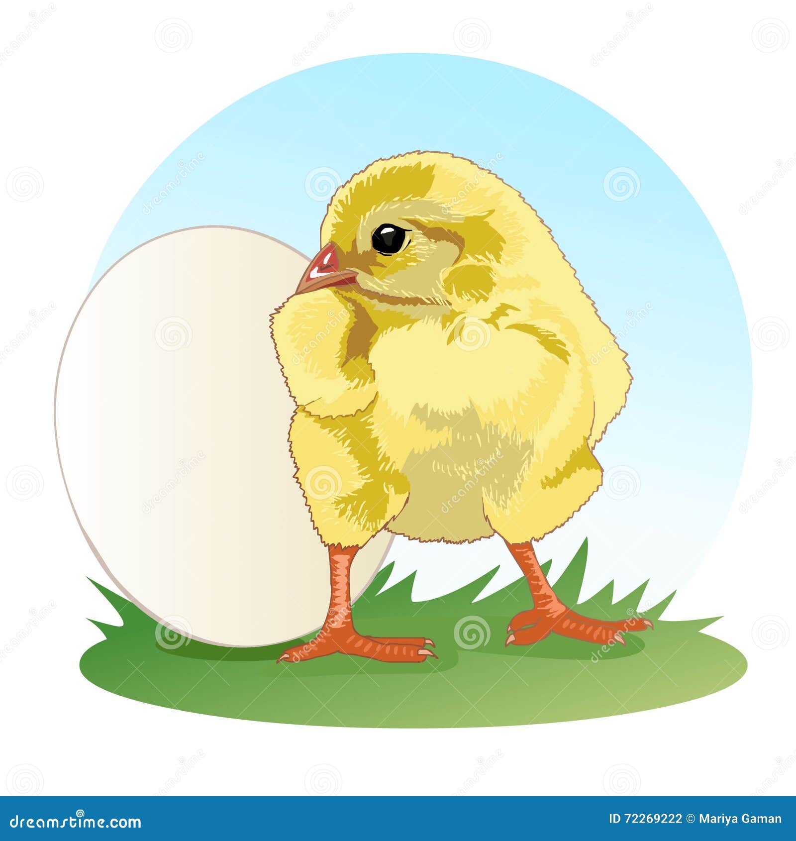 Chicken Front View Vector Animal Illustration. Rooster Farm Cartoon ...