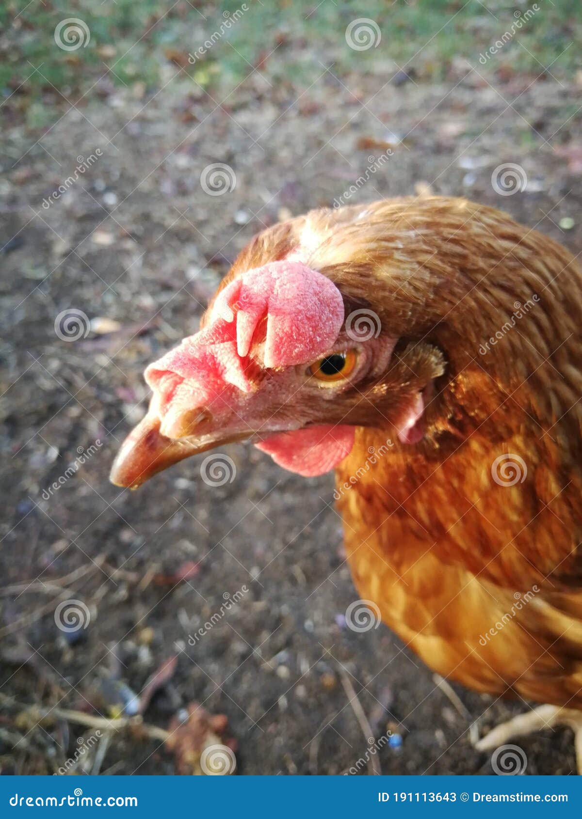 Beakness stock image. Image of looking, stare, french - 191113643