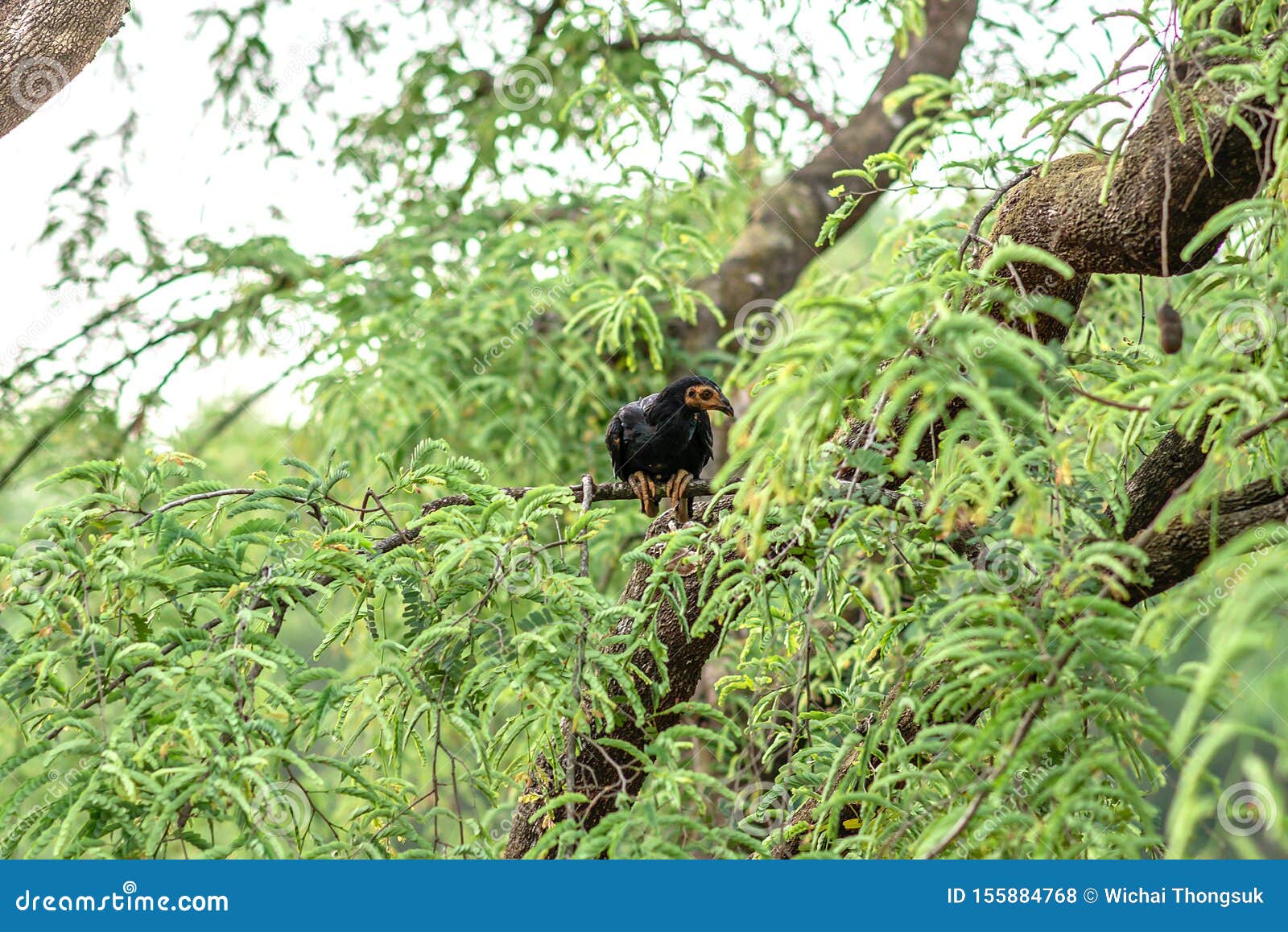 Chicken Sticks To the Tree Branches Stock Photo - Image of chicken ...