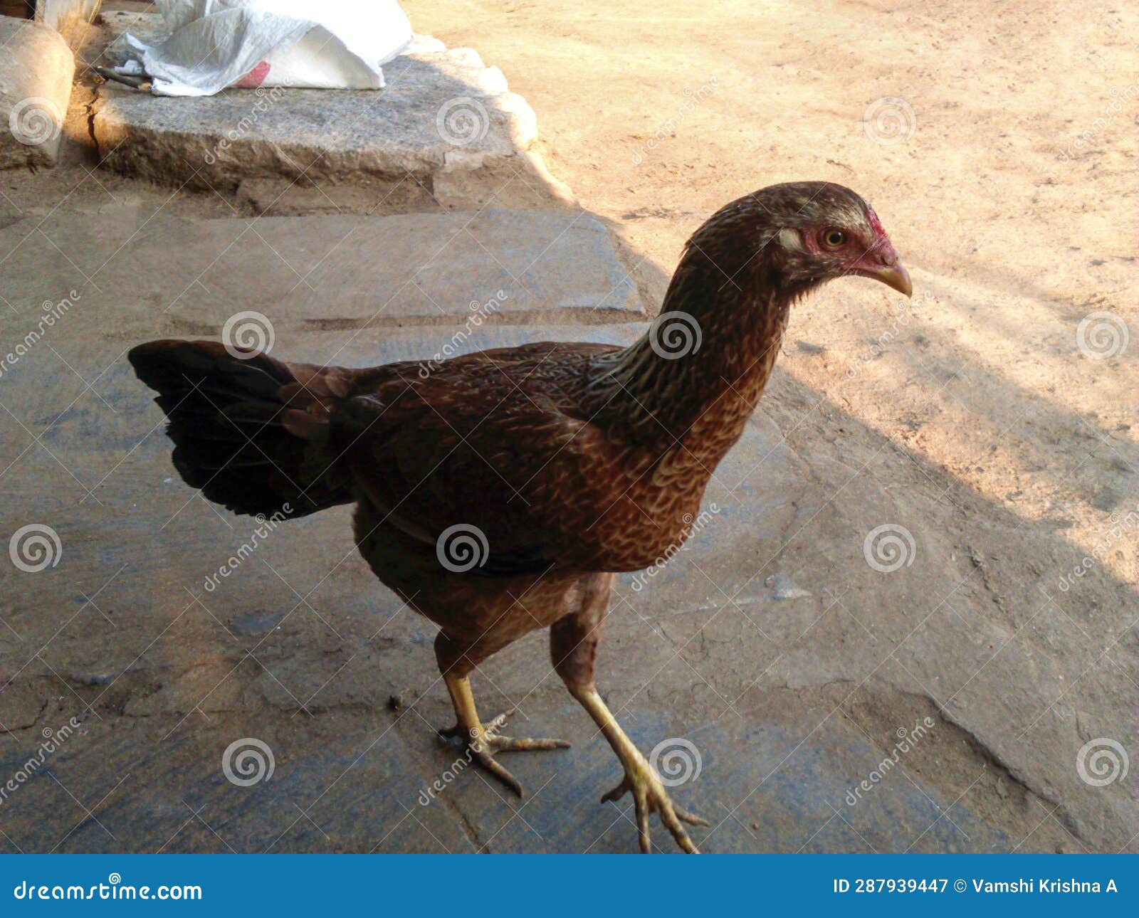 A Chicken Strolling in a Village Stock Image - Image of closeup ...