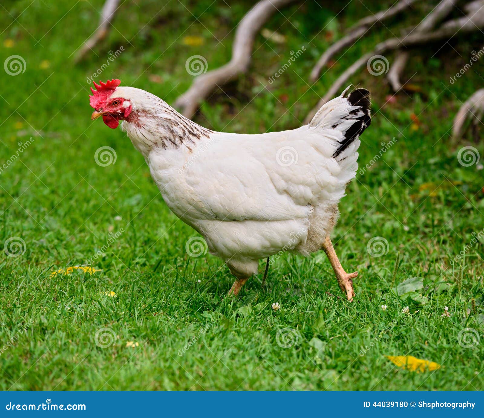 Chicken Strutting on a Farm Stock Photo - Image of feathers ...