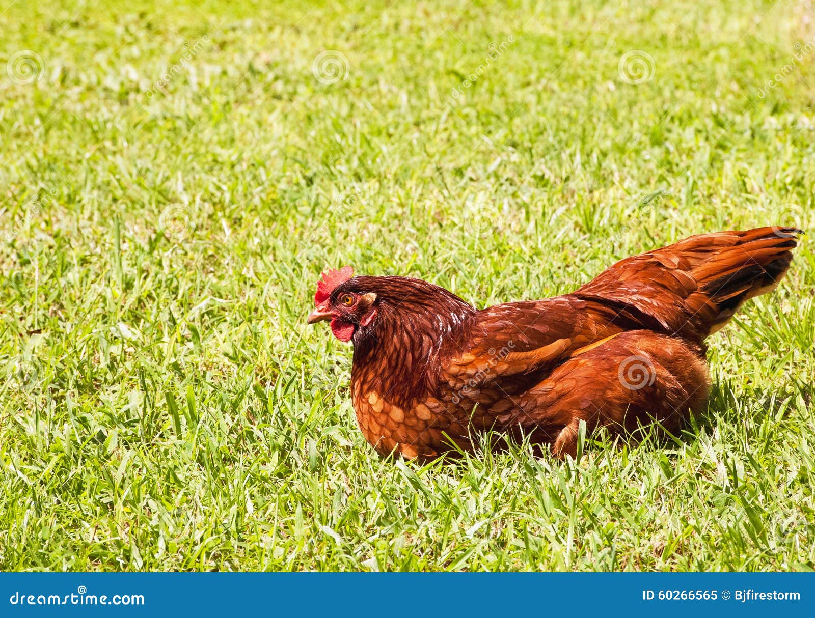 Chicken Sunning stock image. Image of chickens, poultry - 60266565
