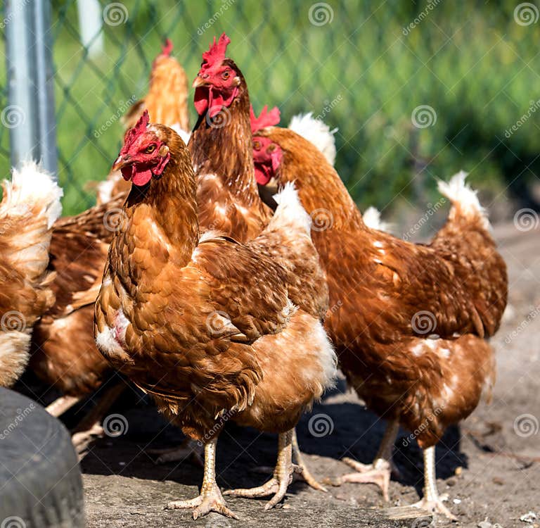 A chicken sunset stock photo. Image of gray, beige, female - 134096390