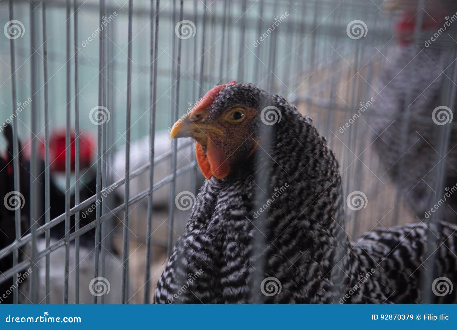Chicken with Suspicious Look Stock Image - Image of black, suspicious ...