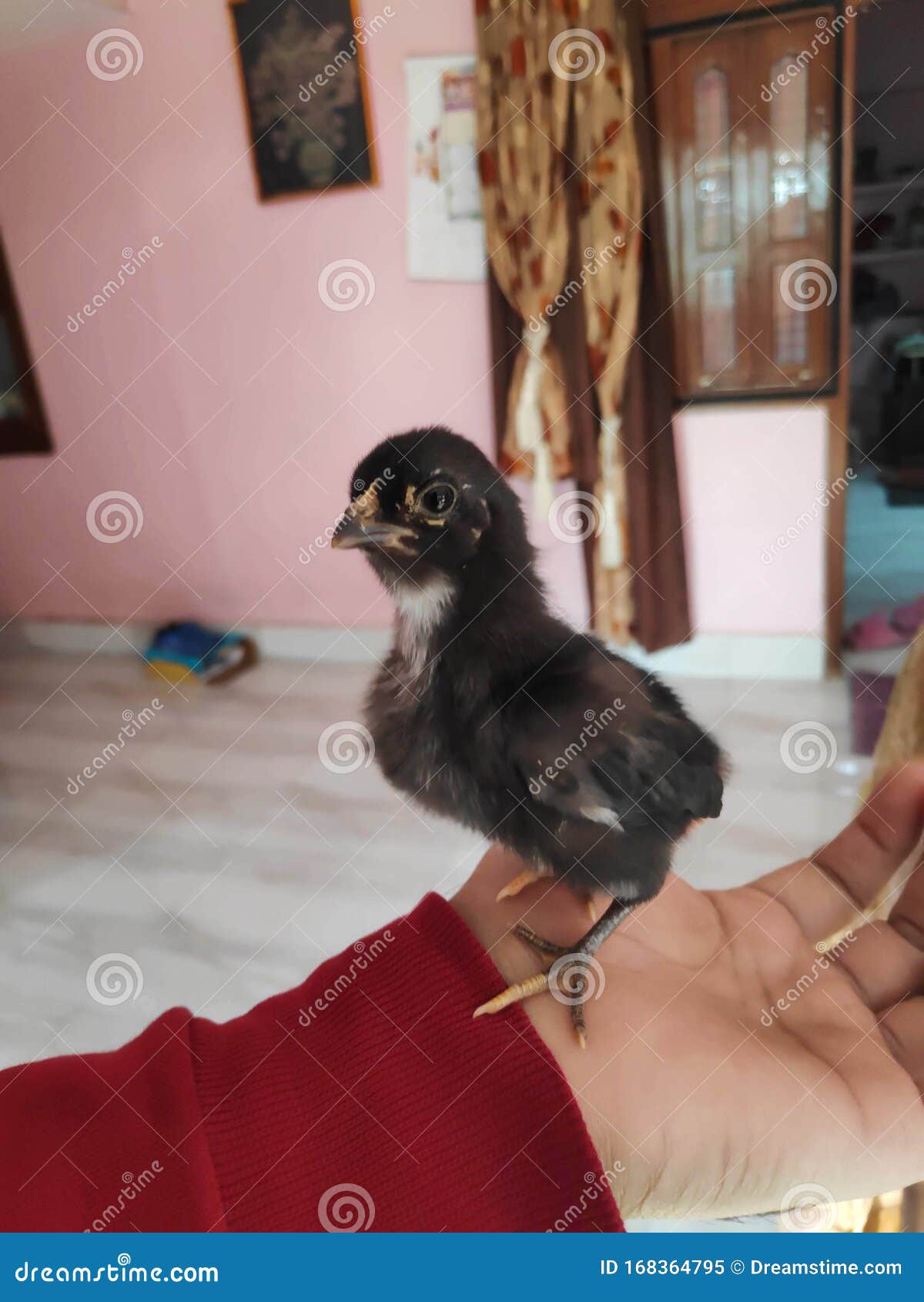 A Chicken Talking To His Owner Stock Image - Image of farm, hand: 168364795