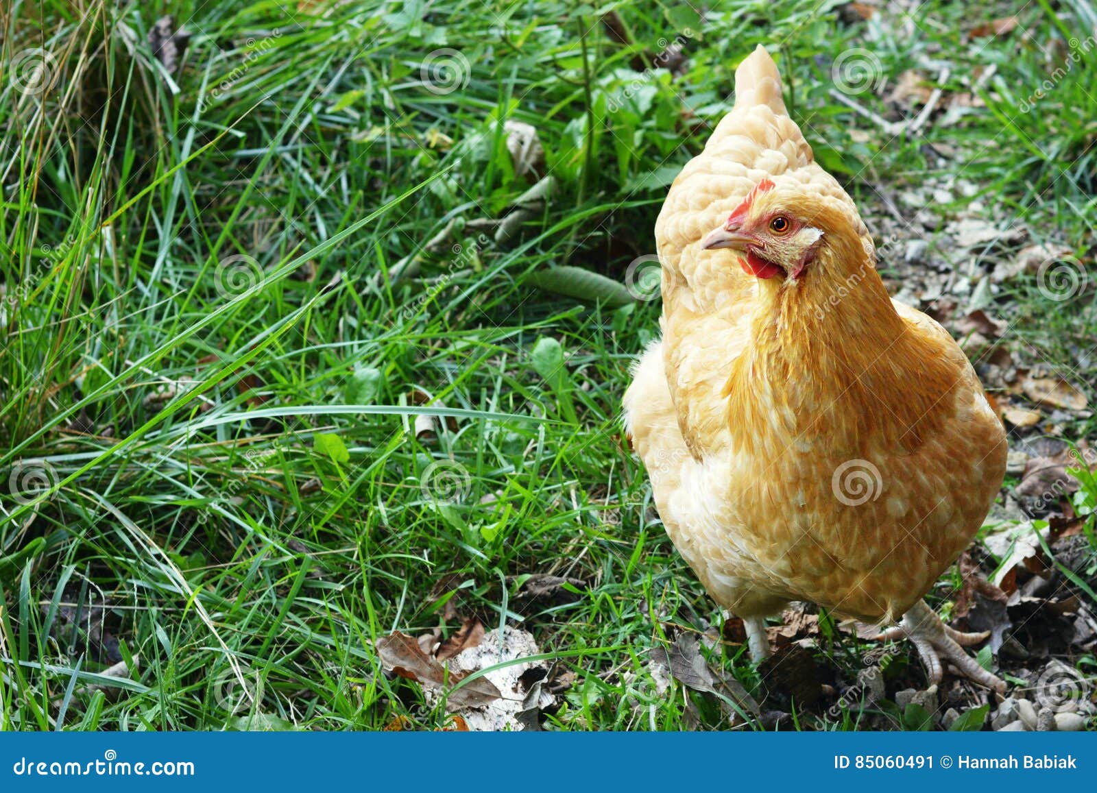 Chicken stock image. Image of grass, animal, bird, chicken - 85060491