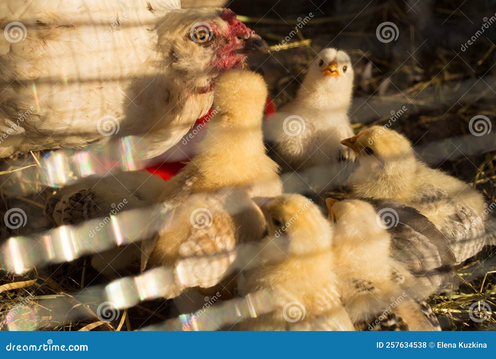Chicken and Its Chicks Drink Water Stock Photo - Image of drink ...