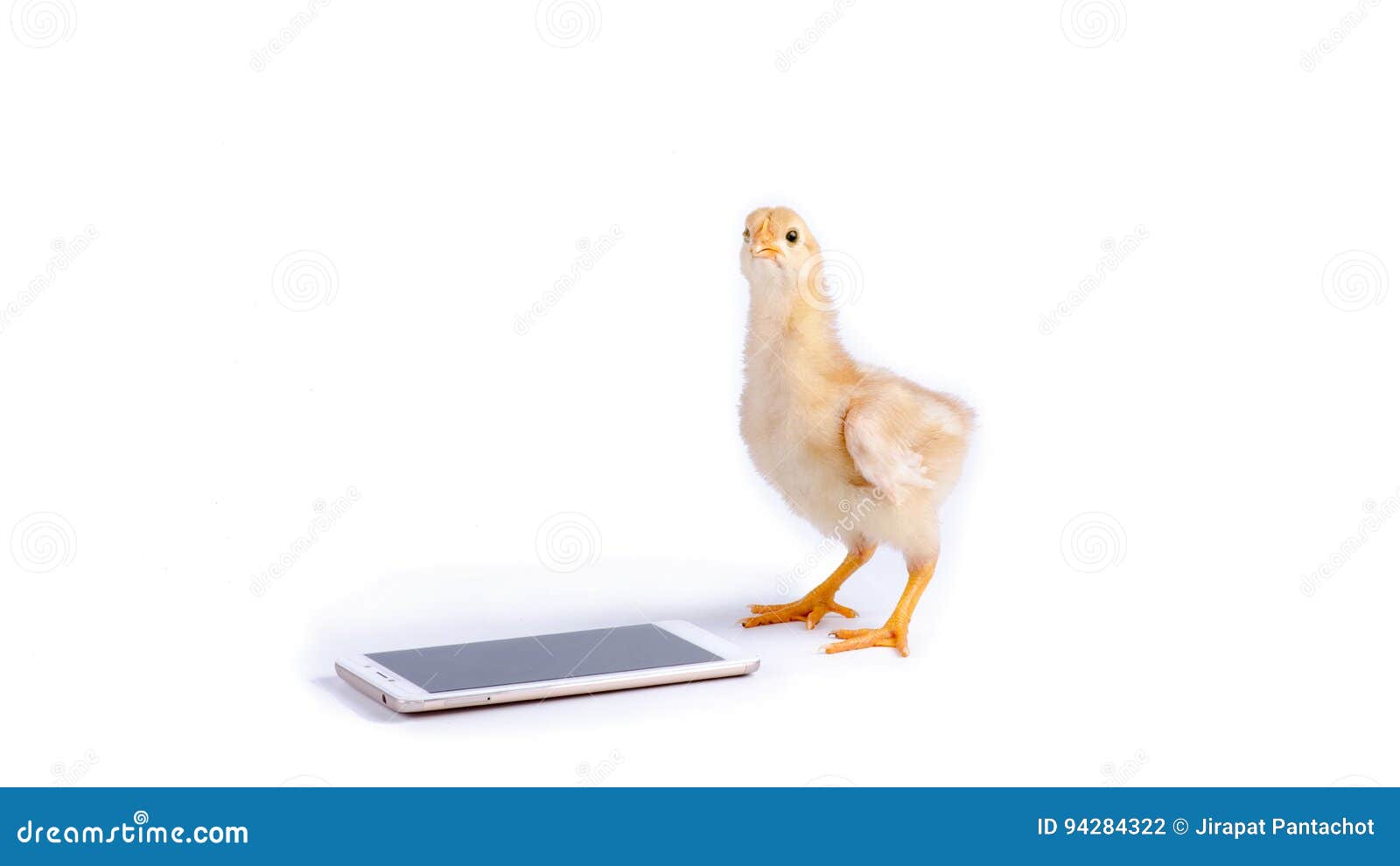 Chicken and Telephone on White Background Stock Photo - Image of ...