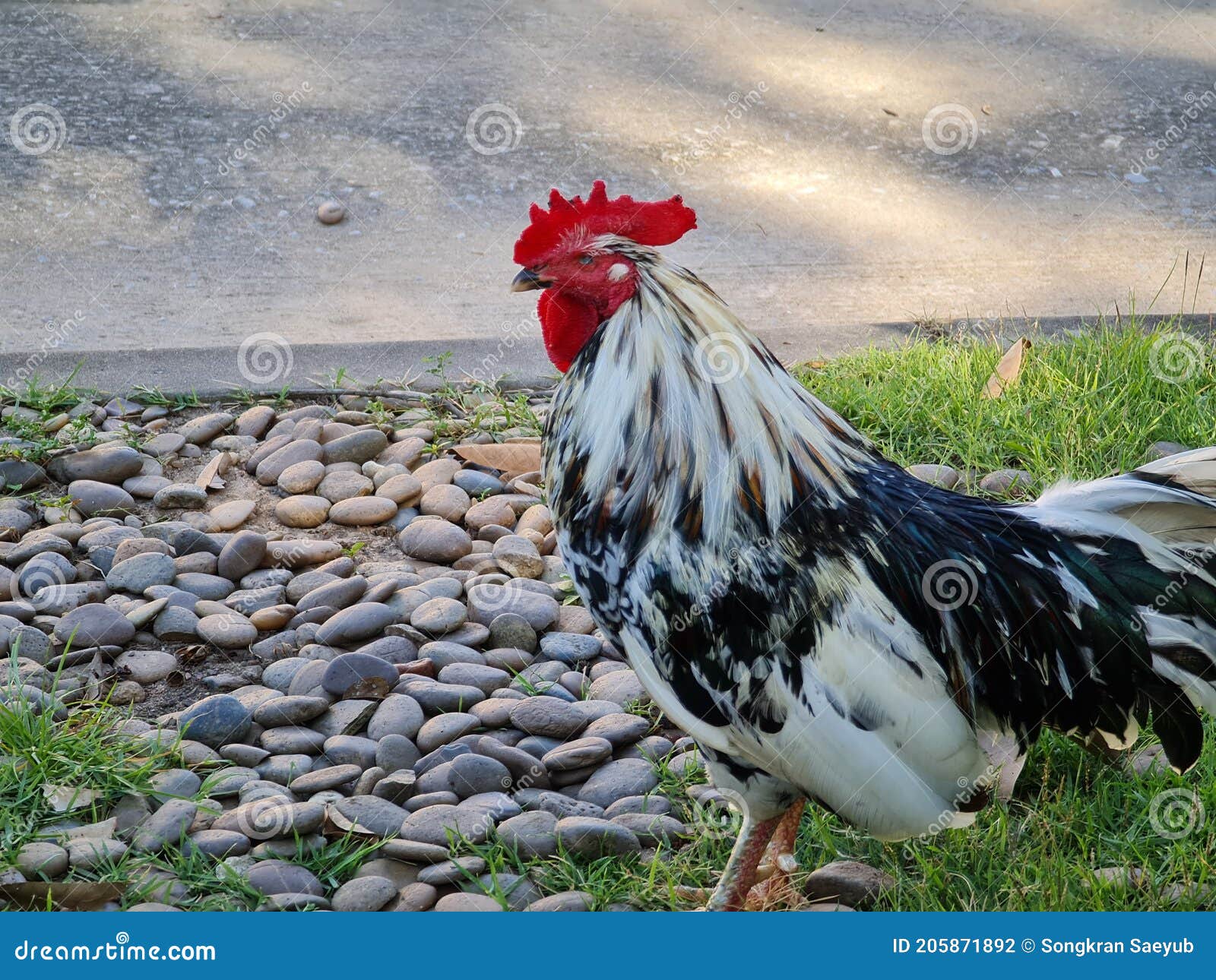 Chicken Thai Bantam stock photo. Image of wildlife, fowl - 205871892