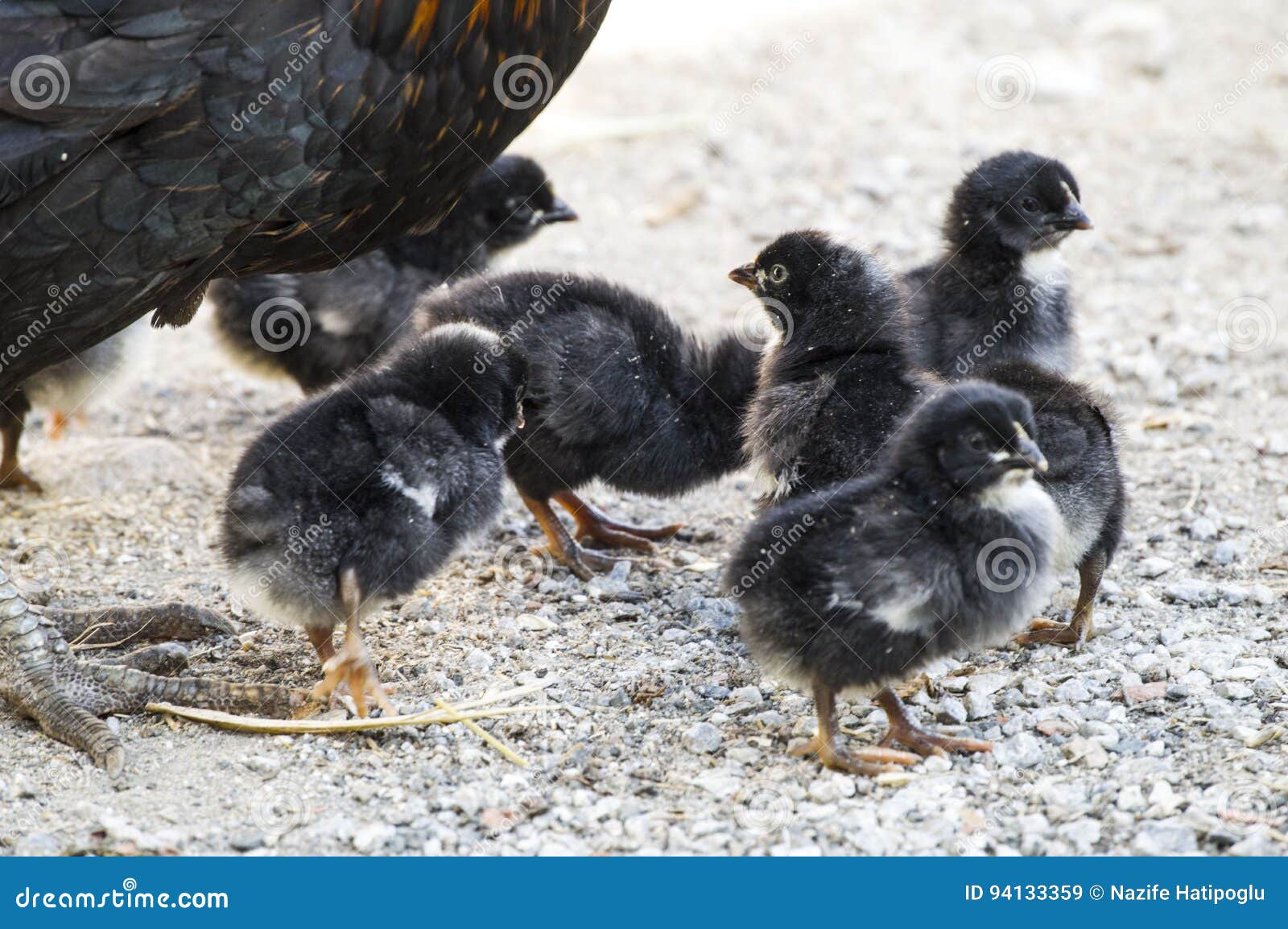 Chicken And Tiny Chicks, Black Broodstock And Black Pups, Tiny Chicks ...