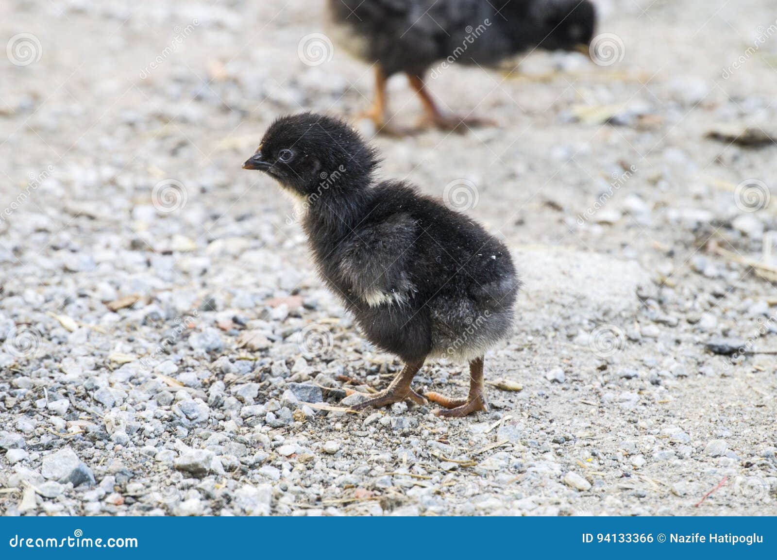 Chicken And Tiny Chicks, Black Broodstock And Black Pups, Tiny Chicks ...