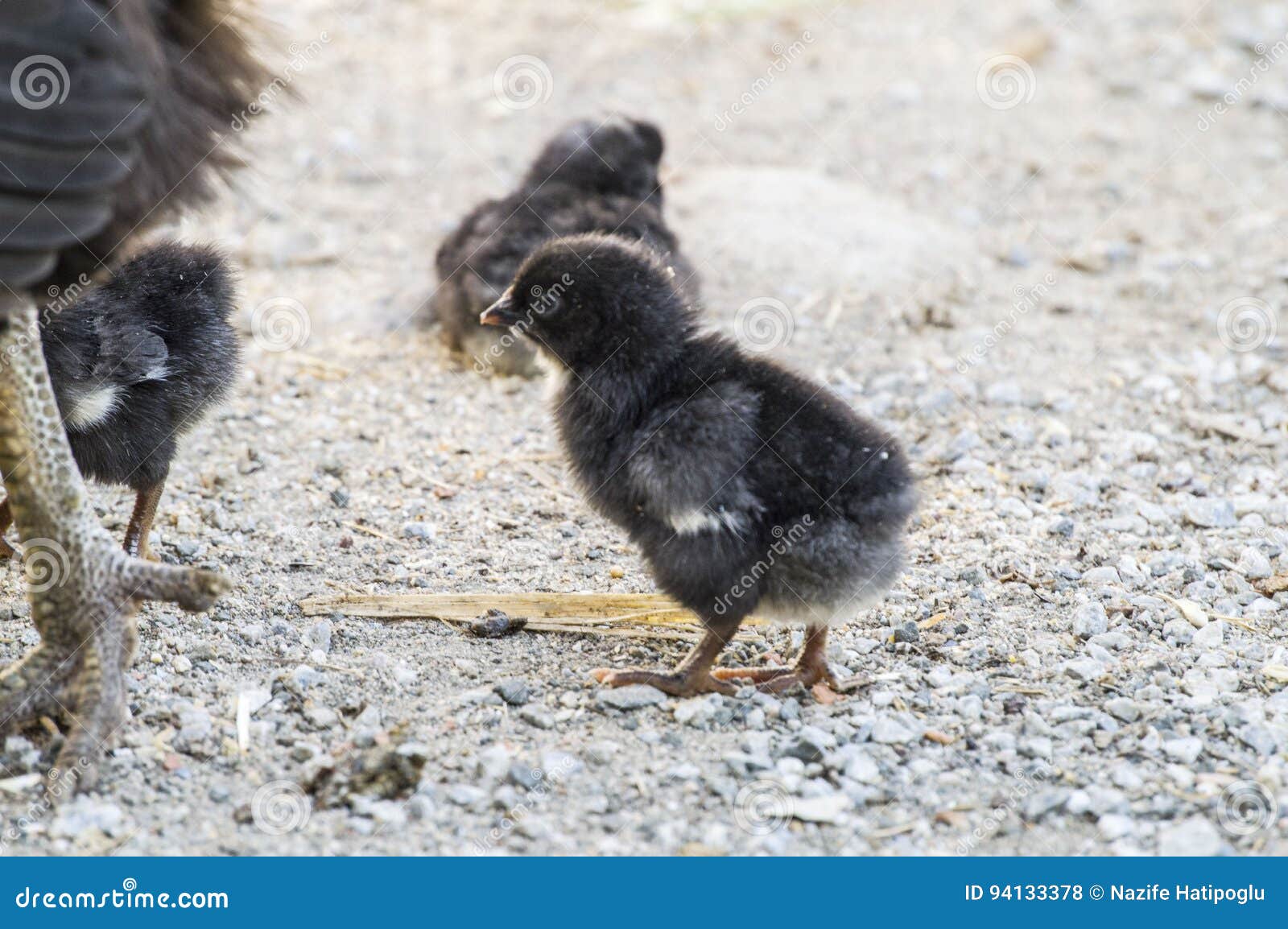 Chicken And Tiny Chicks, Black Broodstock And Black Pups, Tiny Chicks ...