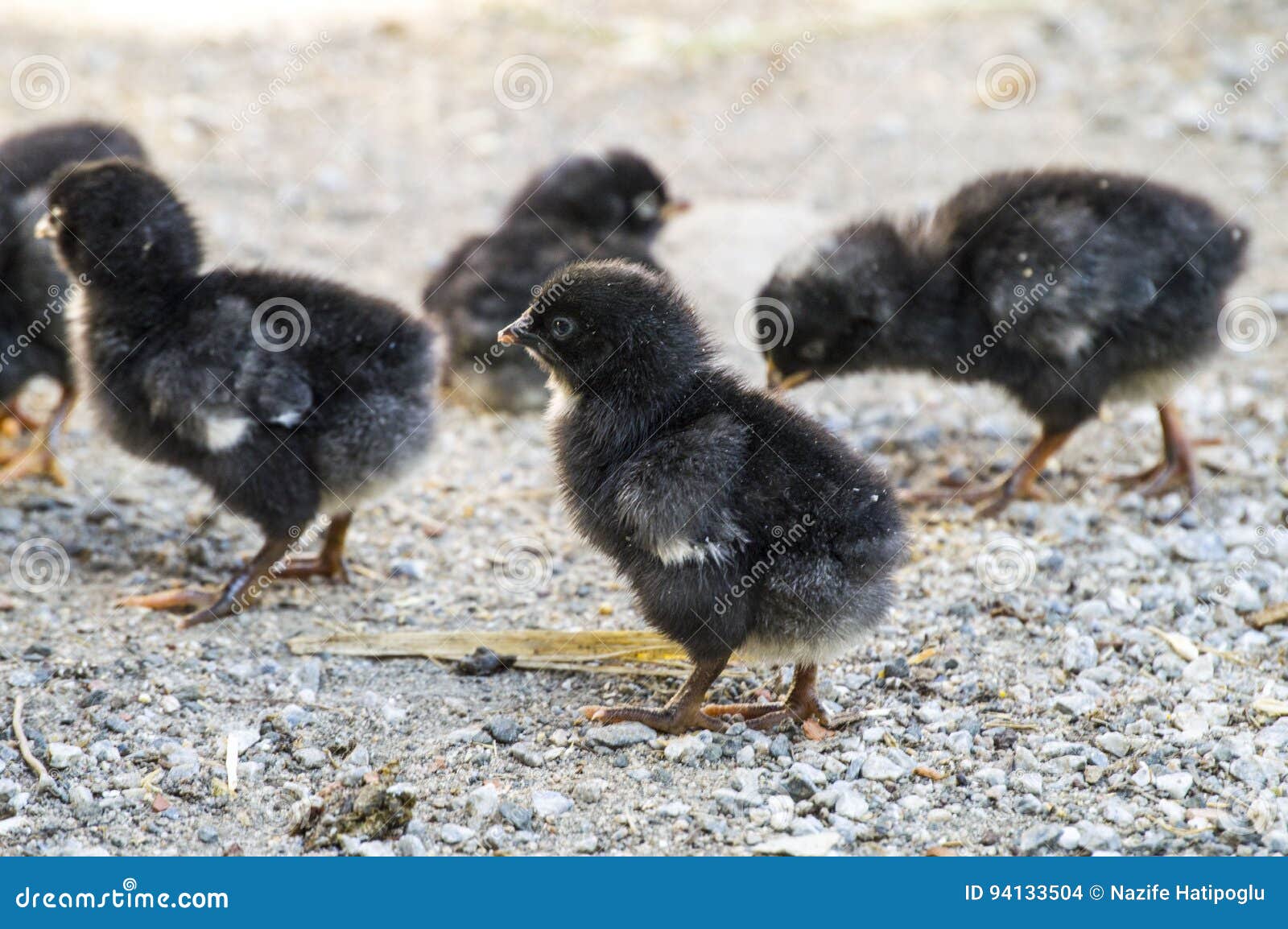 Chicken And Tiny Chicks, Black Broodstock And Black Pups, Tiny Chicks ...