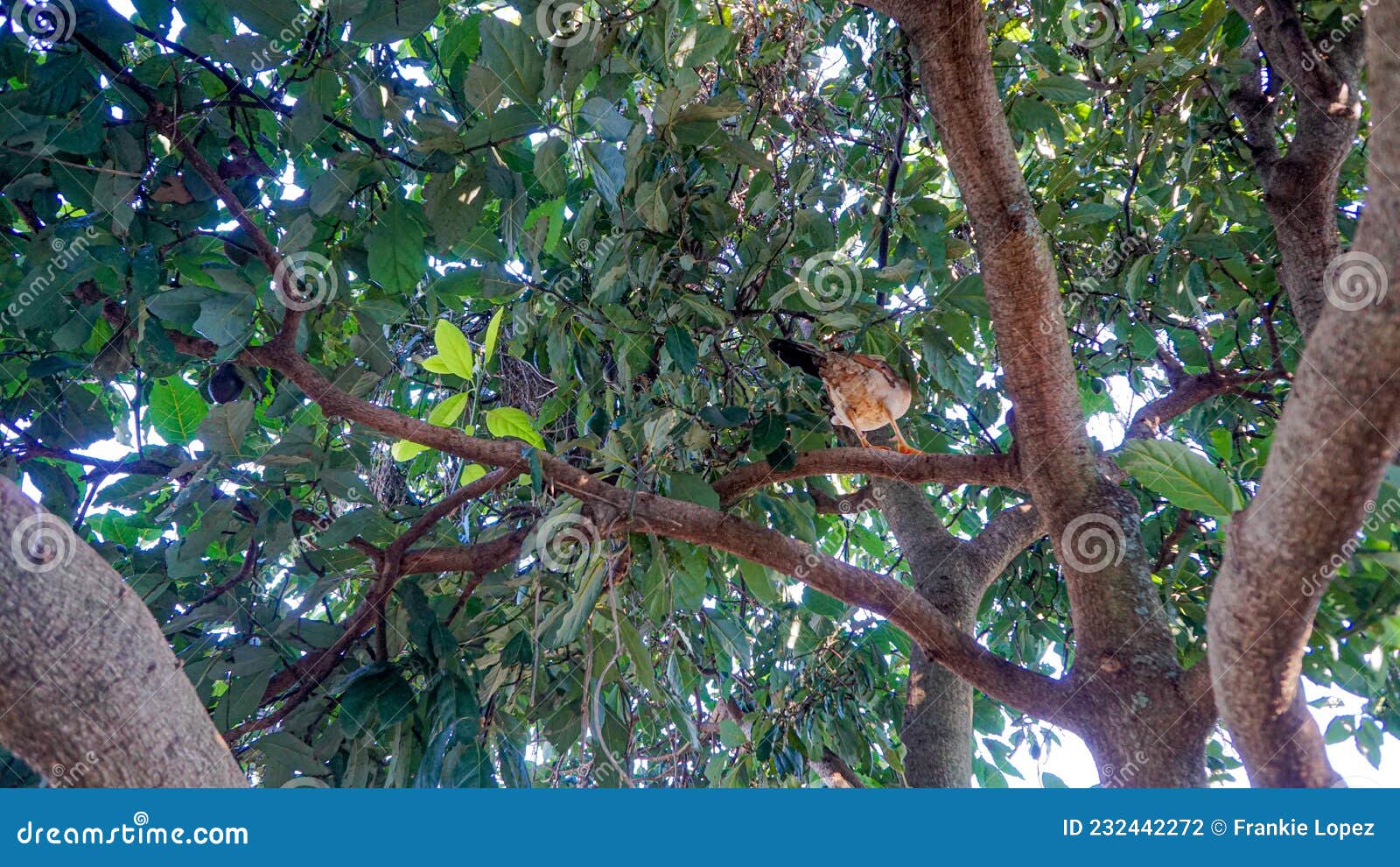 Chicken top of a tree stock photo. Image of woodland - 232442272