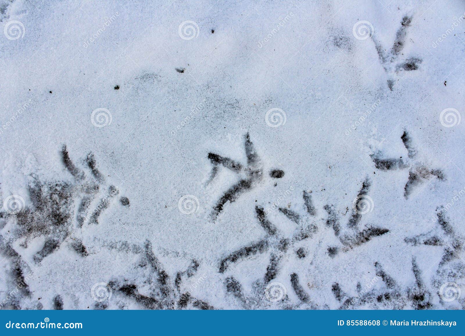 Chicken tracks stock photo. Image of inscription, background - 85588608