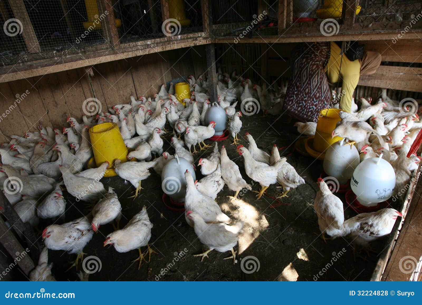 Chicken editorial stock photo. Image of traditional, indonesia - 32224828