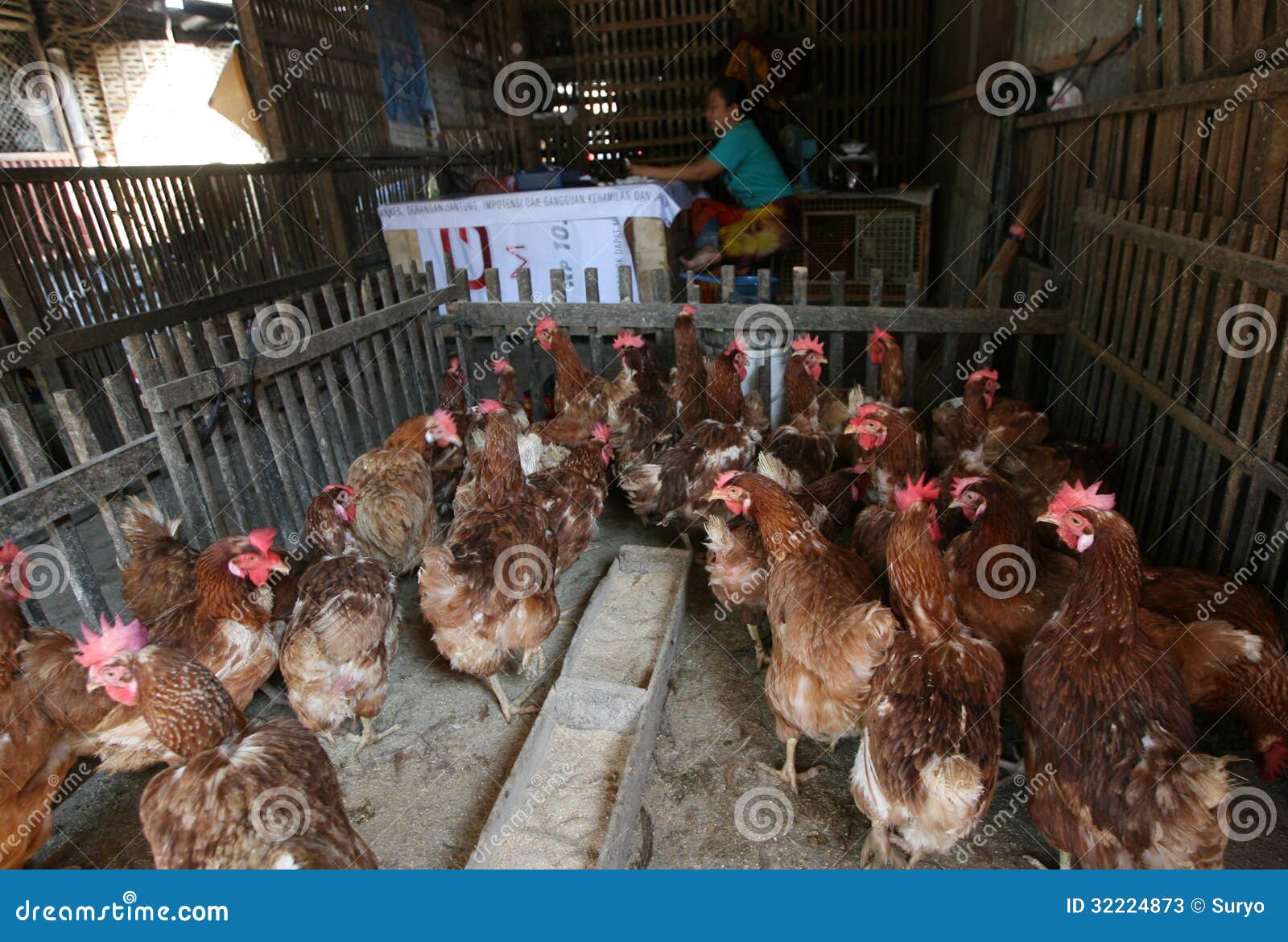 Chicken editorial stock photo. Image of marker, solo - 32224873