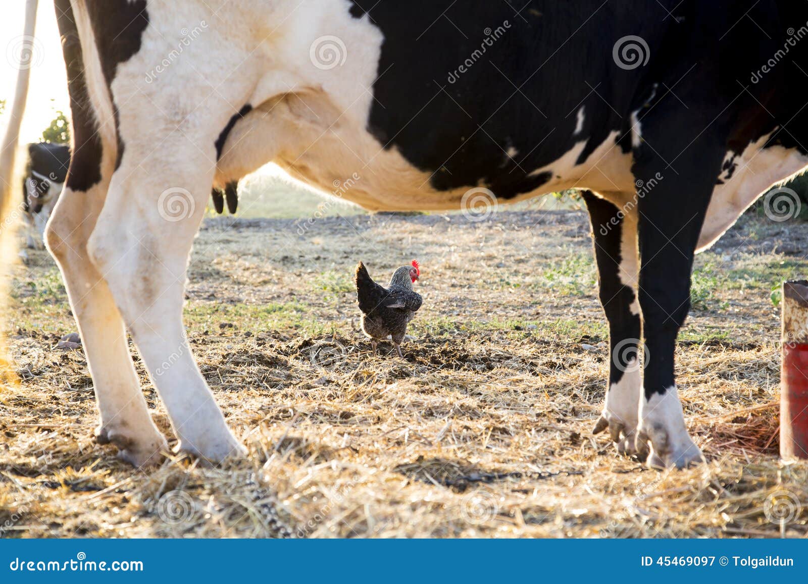 Chicken on Traditional Free Range Poultry Farm Stock Image - Image of ...