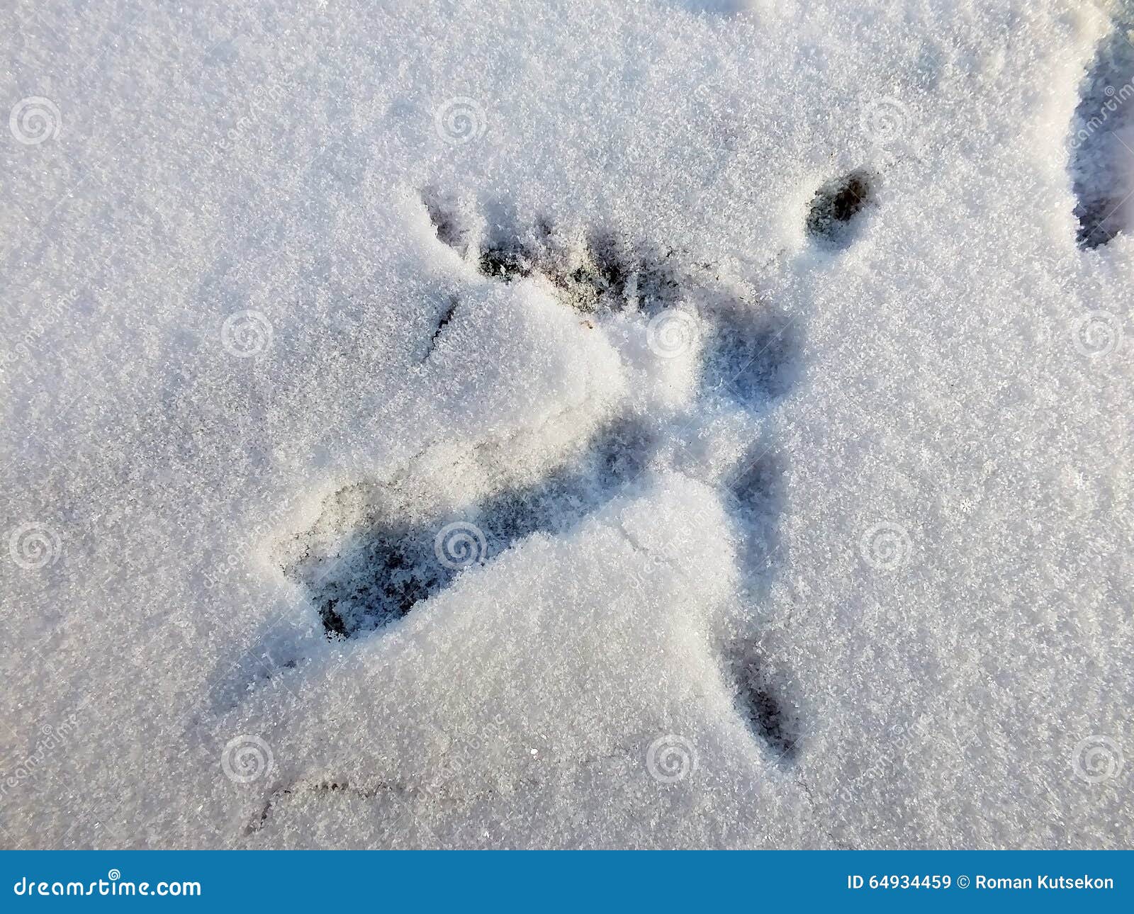 Chicken trail stock image. Image of detail, snow, color - 64934459