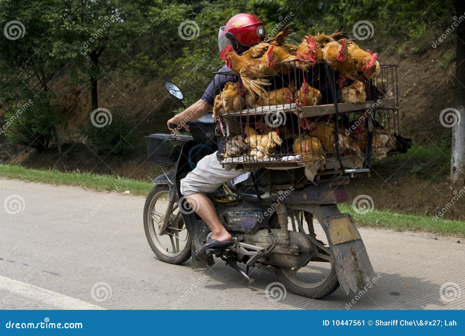 Chicken Transport Stock Image - Image: 10447561