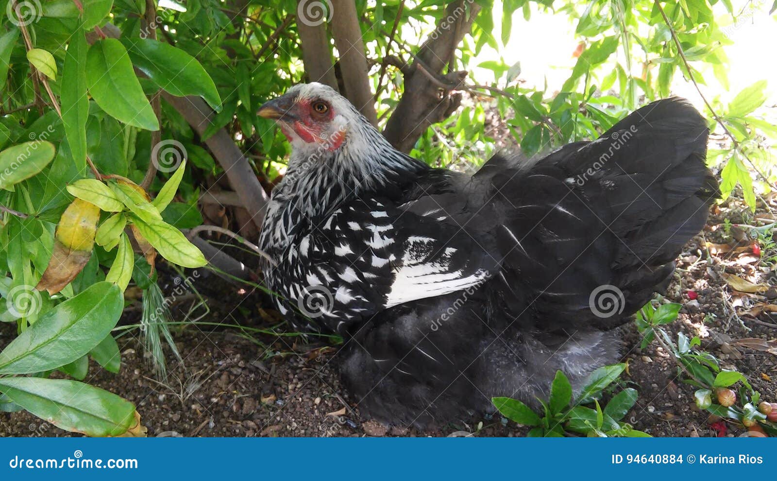 Chicken tree stock photo. Image of laying, tree, life - 94640884