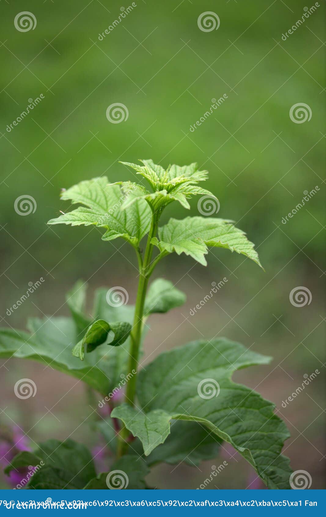 Chicken Tree Strip Plant Close-up Stock Image - Image of park, growth ...