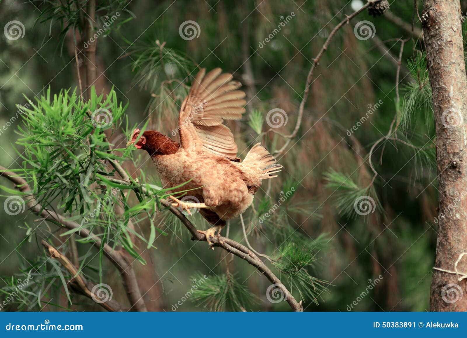 Chicken on a tree stock image. Image of feathered, brown - 50383891