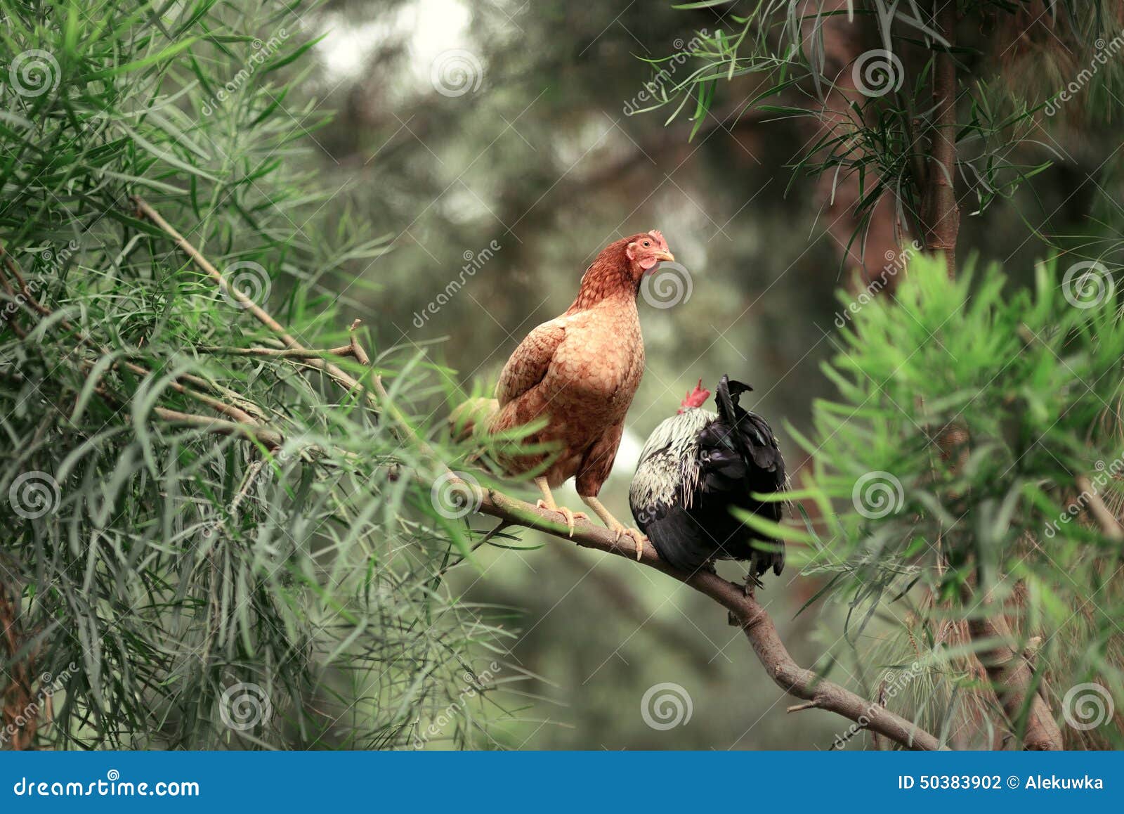 Chicken on a tree stock photo. Image of bird, green, outdoor - 50383902