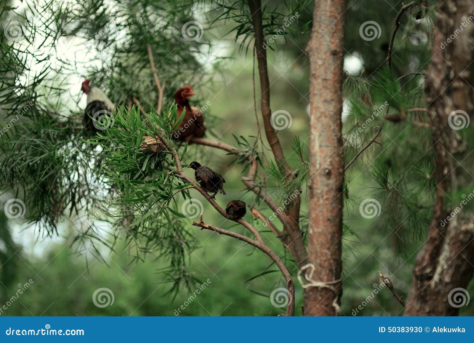 Chicken on a tree stock photo. Image of crest, livestock - 50383930
