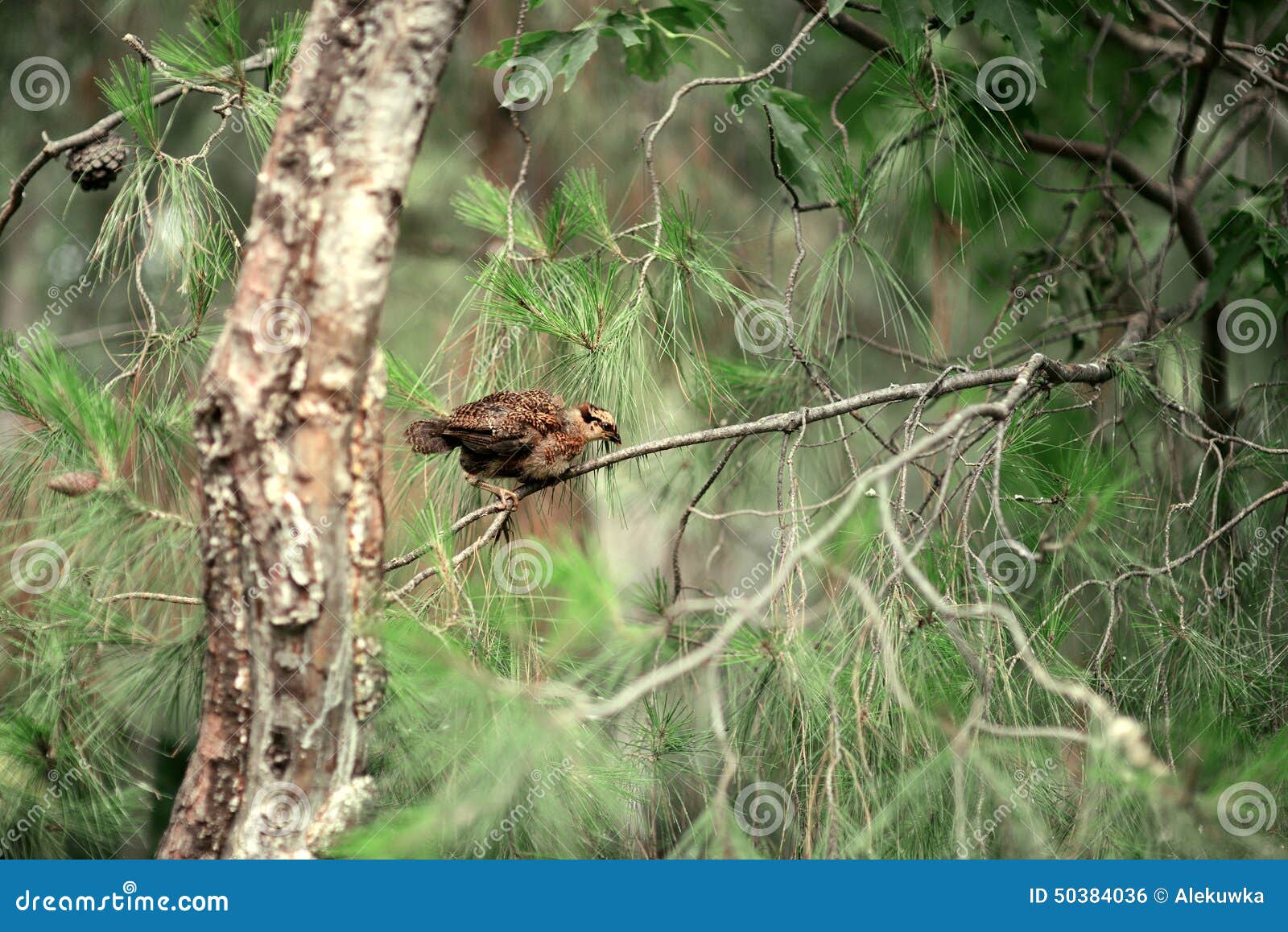 Chicken on a tree stock photo. Image of outdoor, bird - 50384036