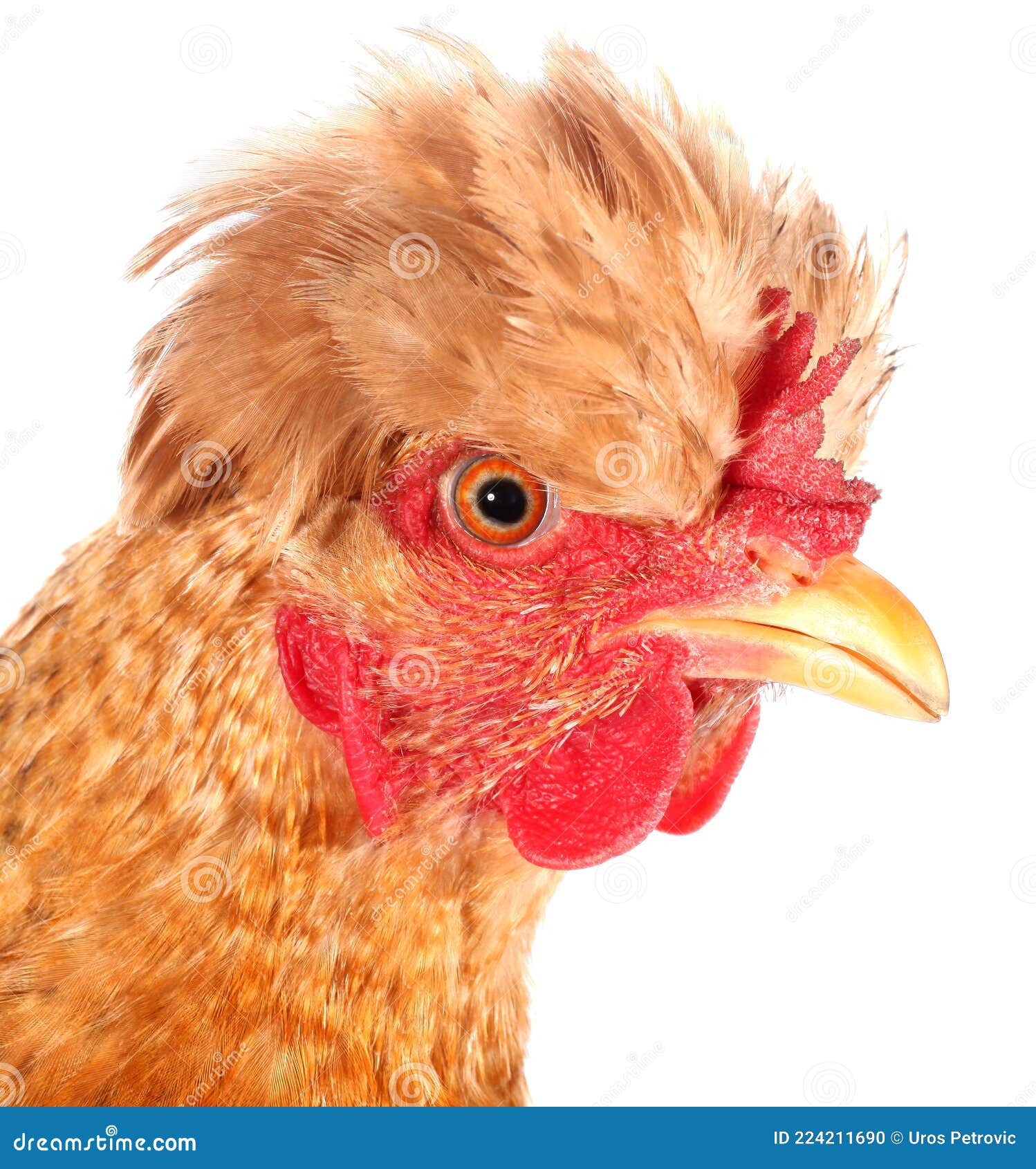 Chicken with tuft stock photo. Image of cackling, tuft - 224211690