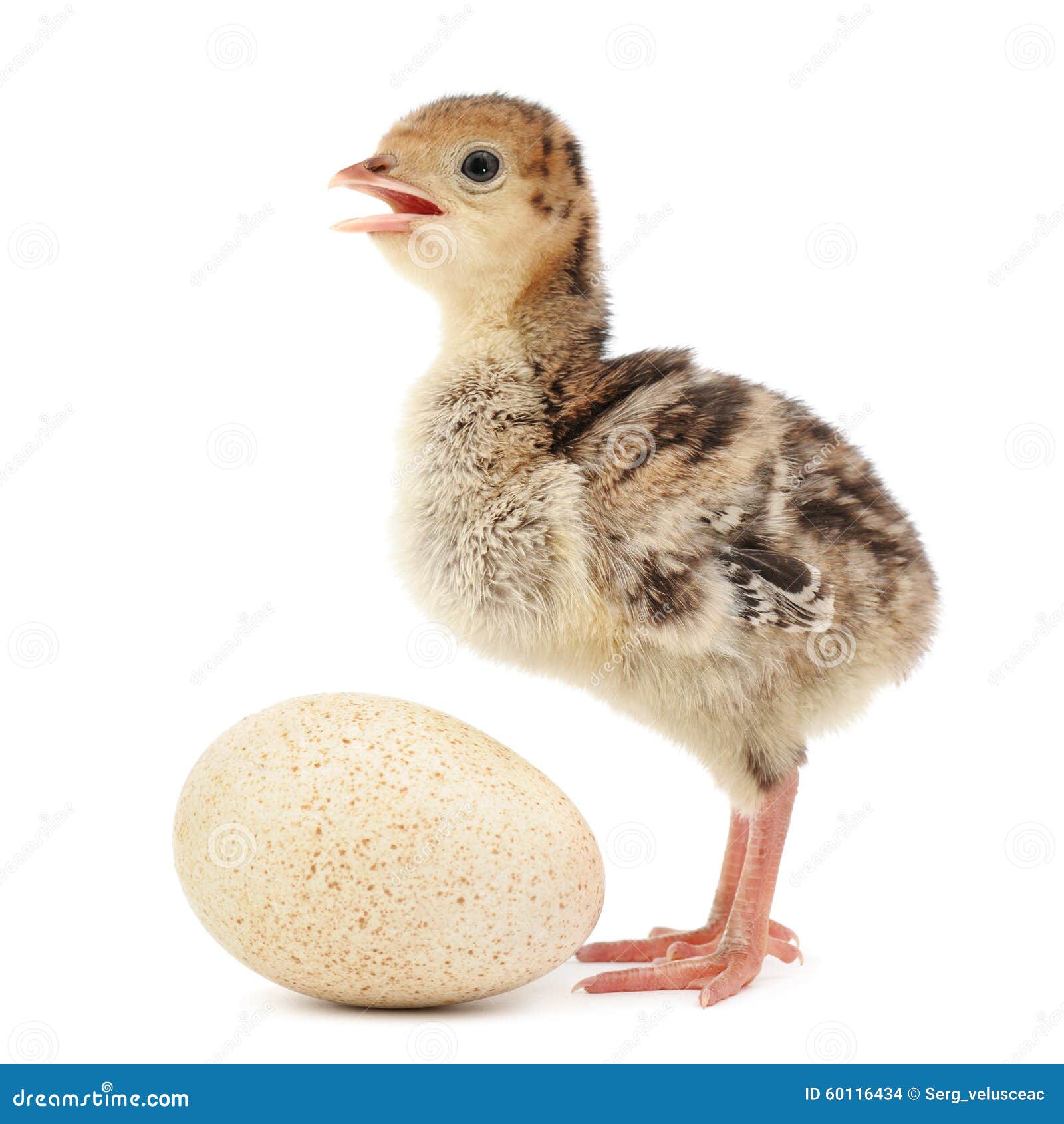Chicken turkey stock photo. Image of cell, feather, fluffy - 60116434