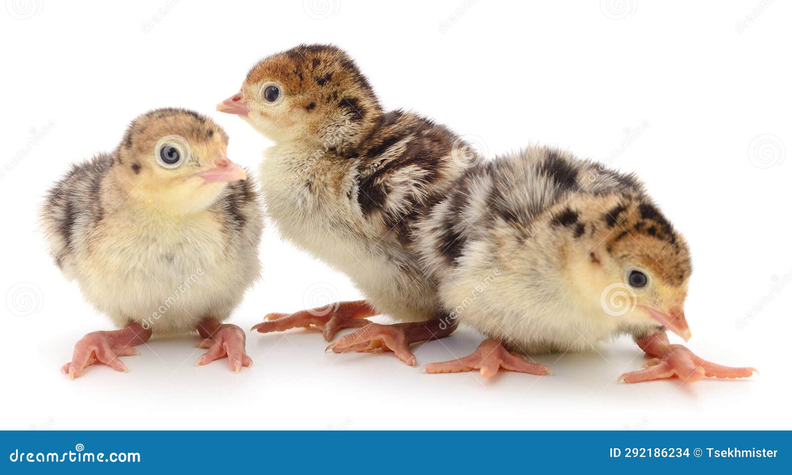 Chicken turkeys isolated stock photo. Image of isolated - 292186234