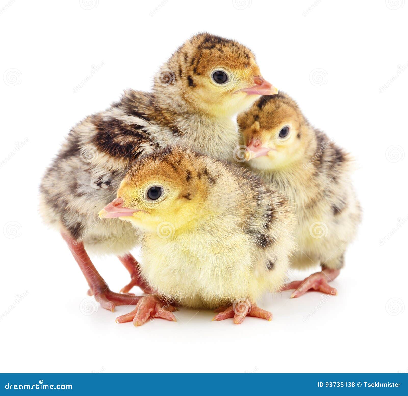 Chicken turkeys stock photo. Image of young, farm, white - 93735138