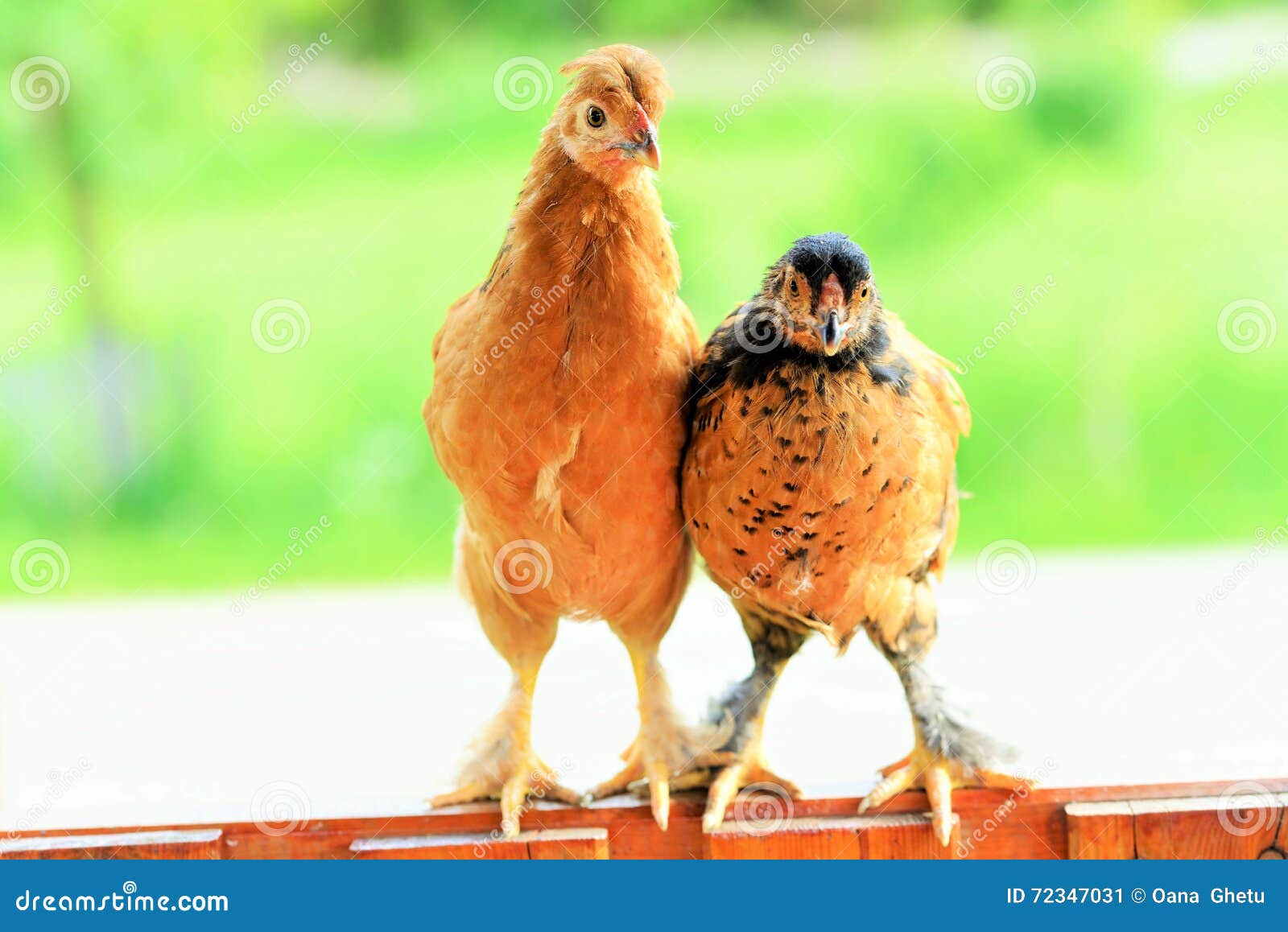Chicken stock image. Image of feather, agriculture, children - 72347031