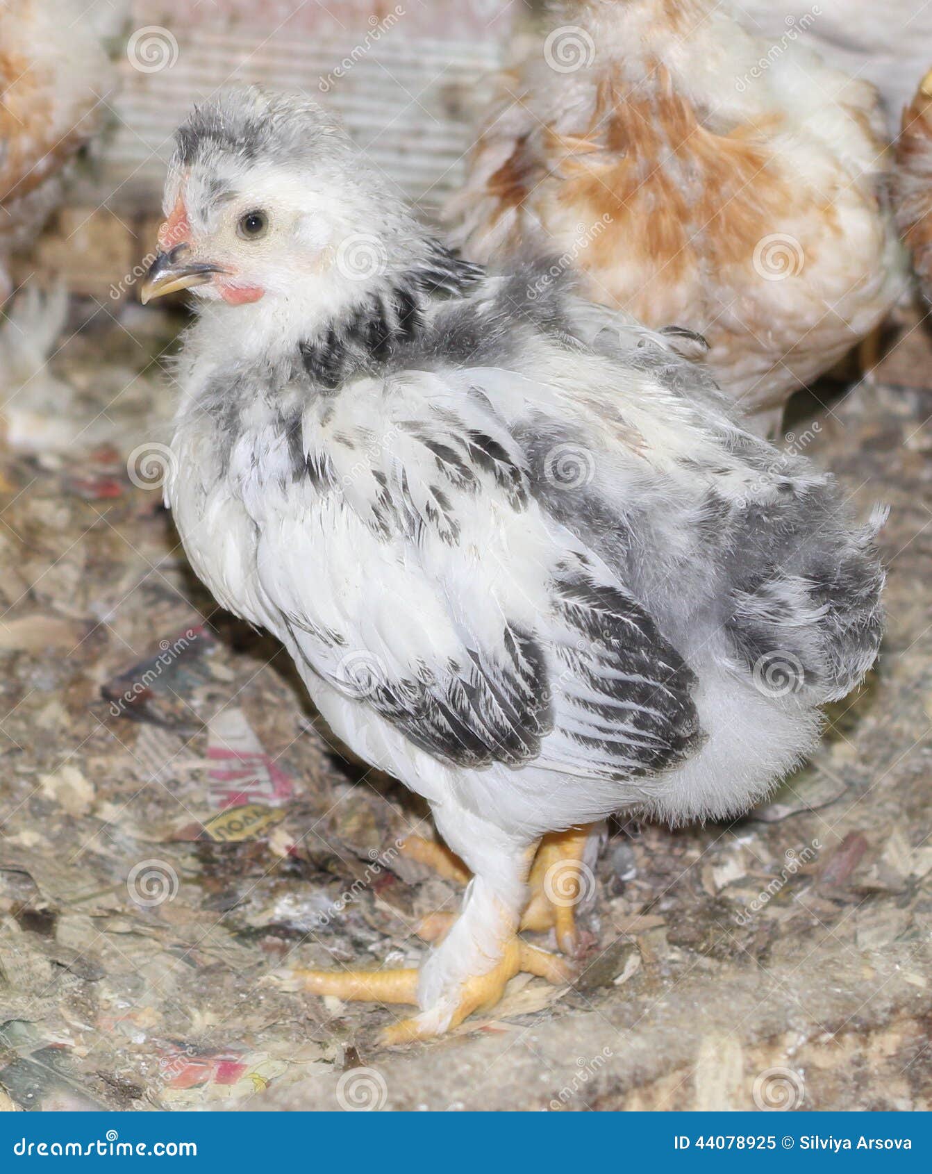 Chicken stock image. Image of lunch, black, isolated - 44078925