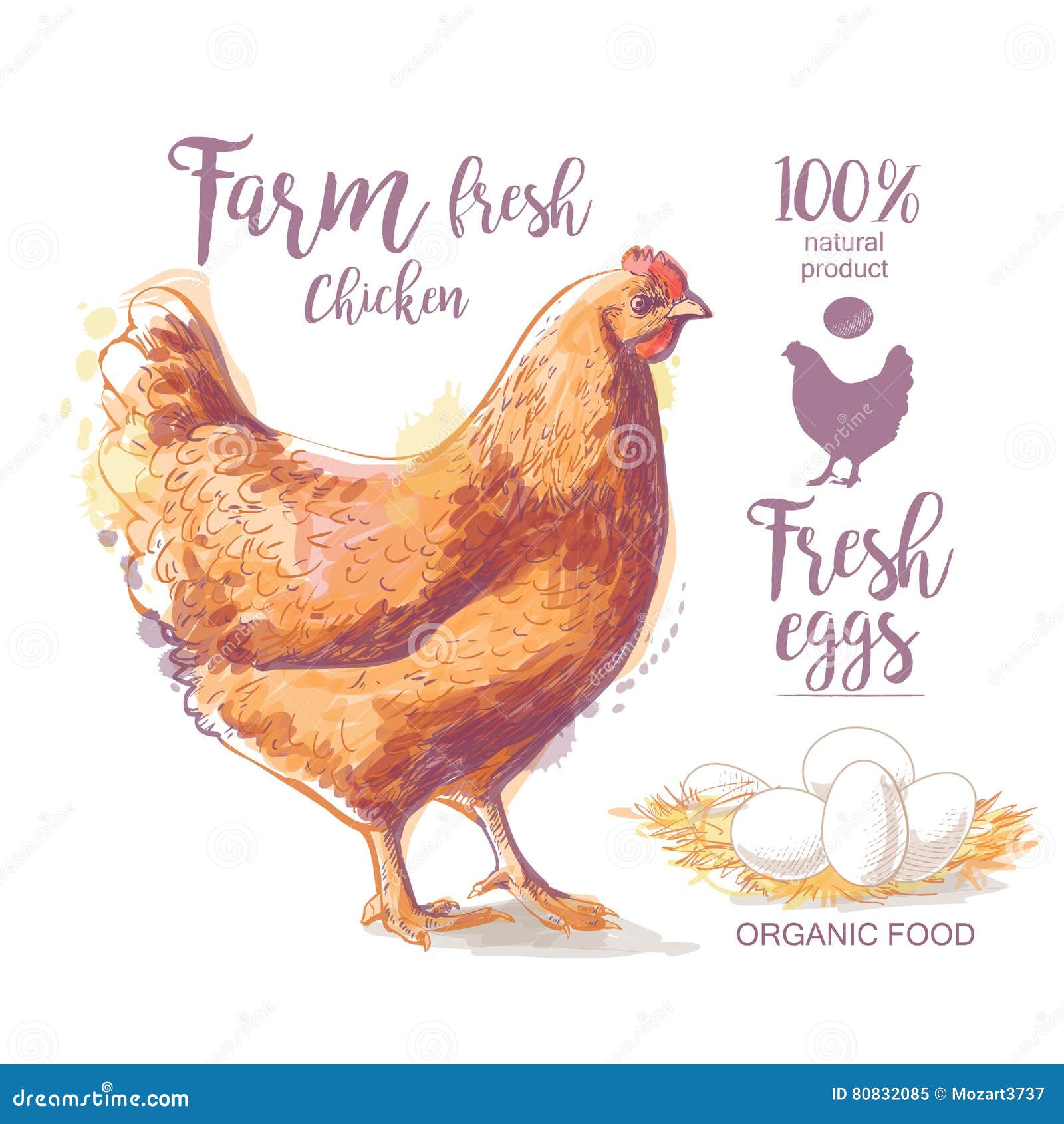 Chicken Vector Illustration Stock Vector - Illustration of animal ...