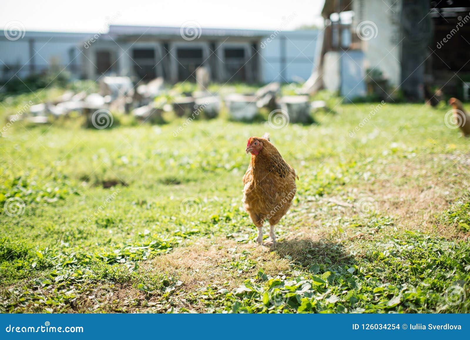 Chicken in the village stock photo. Image of coop, wings - 126034254