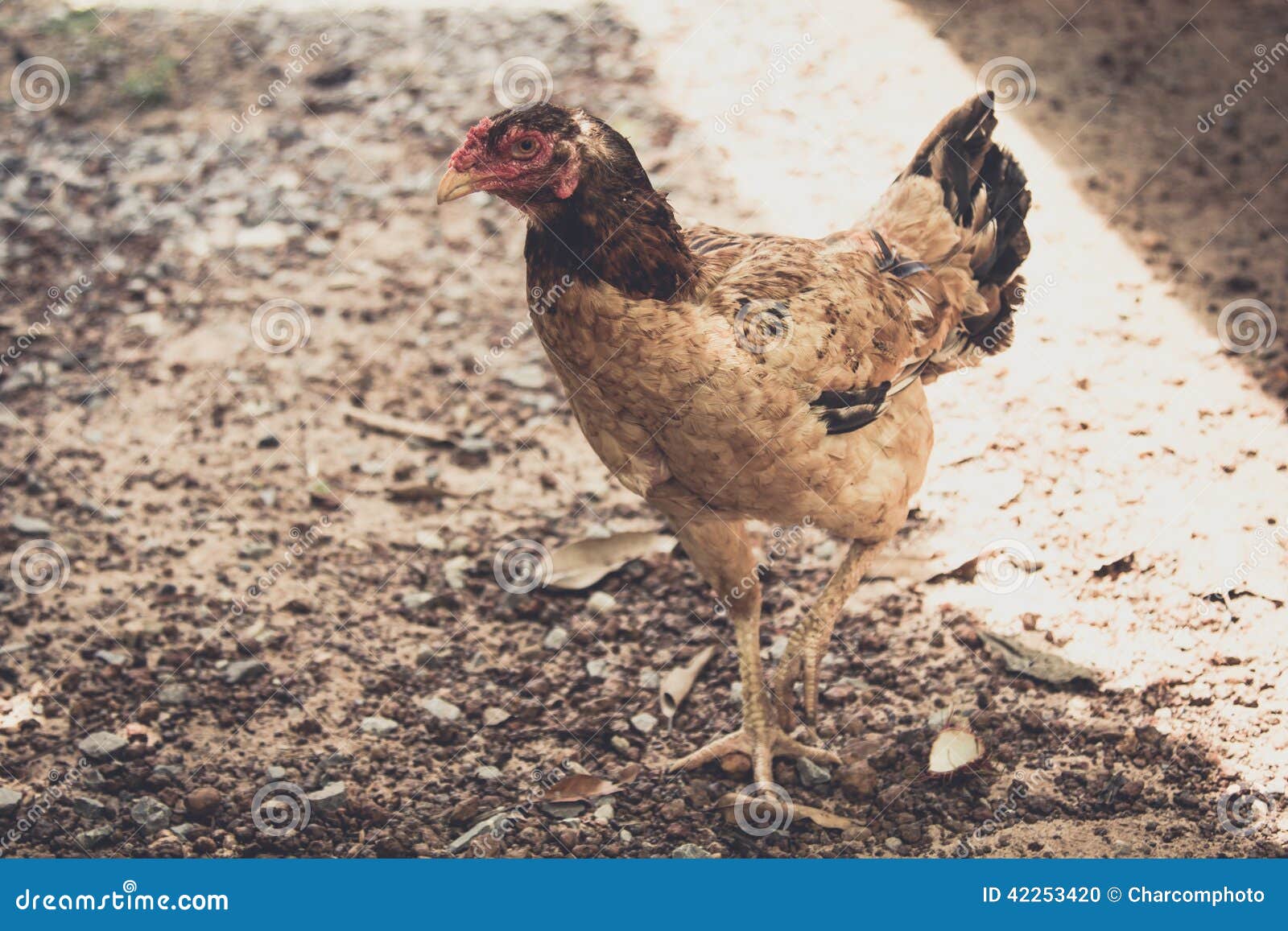 130,163 Image Chicken Nature Background Stock Photos - Free & Royalty ...