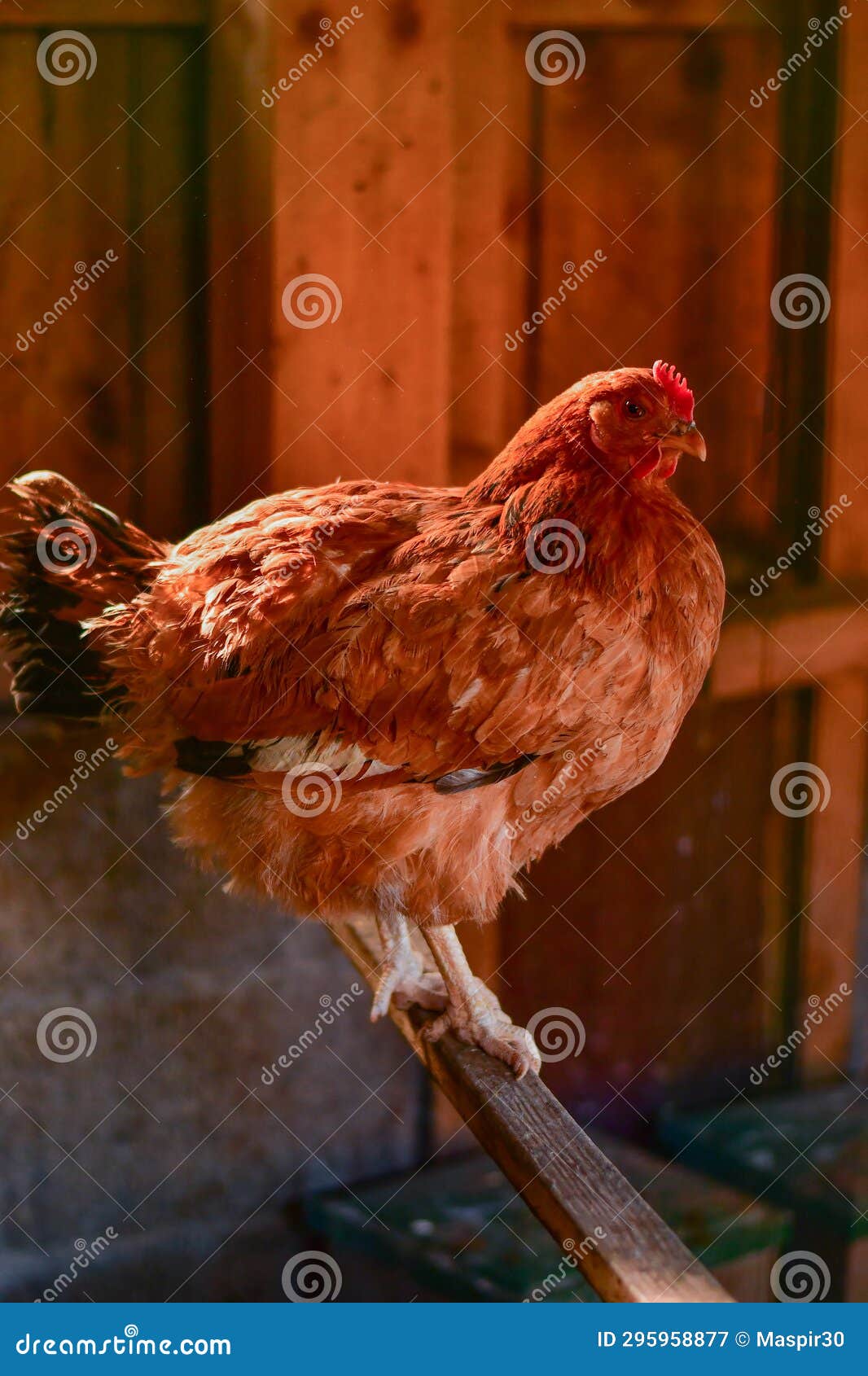 Chicken for a walk stock image. Image of quail, wildlife - 295958877