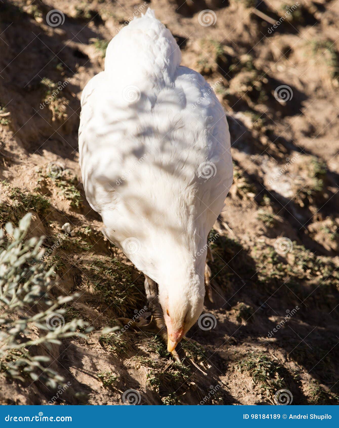 Chicken for a Walk on the Farm Stock Image - Image of poultry ...