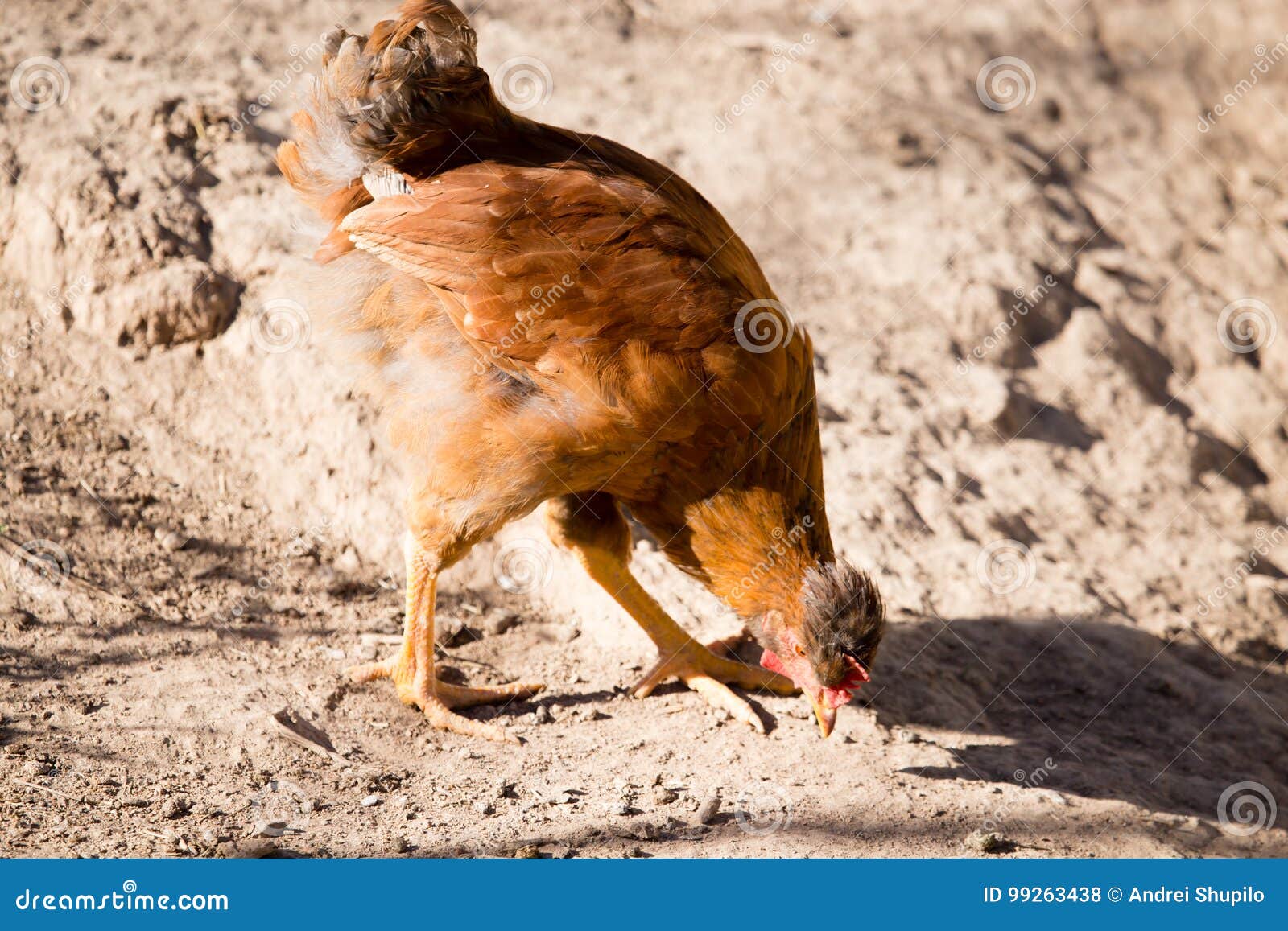 Chicken for a Walk on the Farm Stock Photo - Image of animal, grass ...