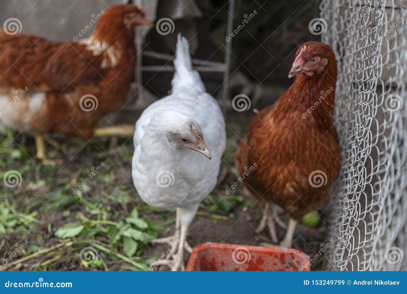 Chicken on a Walk in the Paddock Stock Image - Image of beak, chicken ...