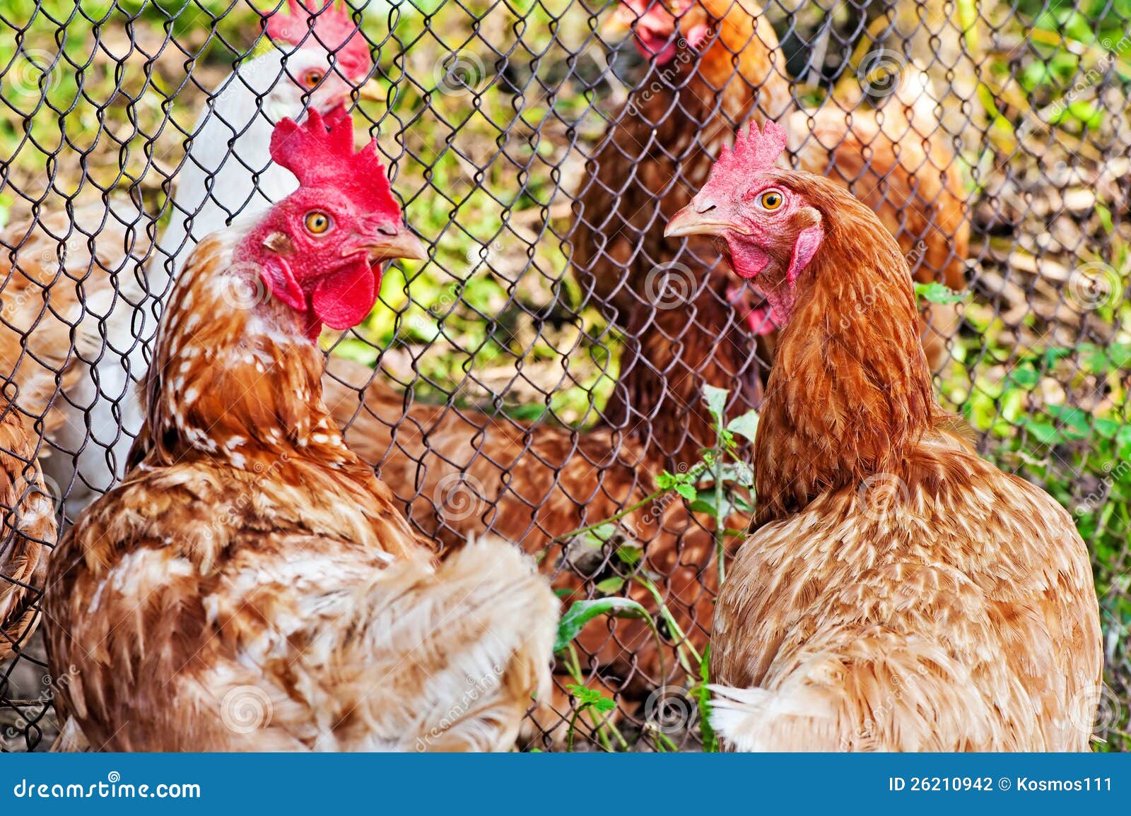 Chicken walking stock photo. Image of feather, domestic - 26210942