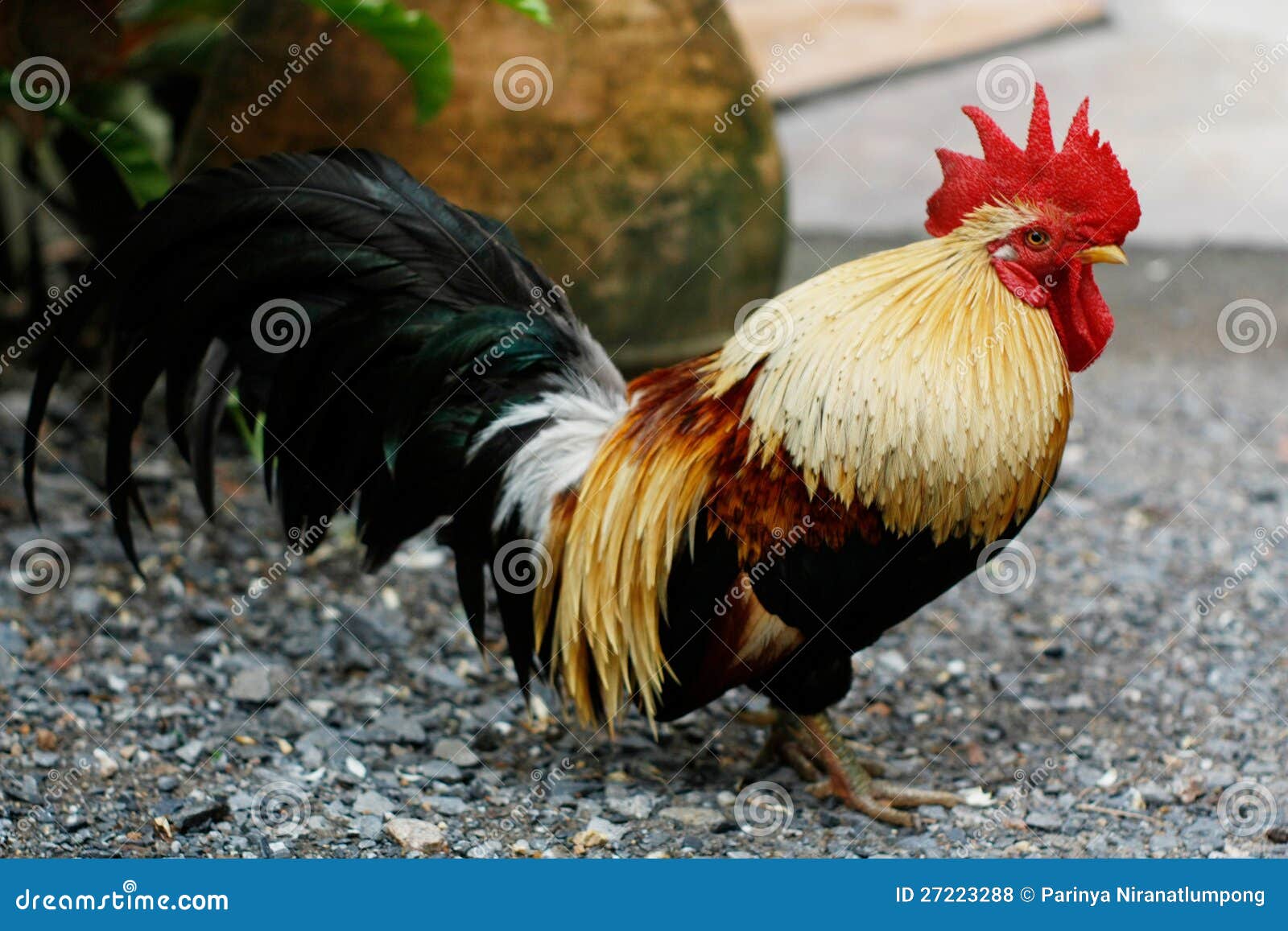 Chicken Walking stock photo. Image of chick, diet, cockscomb - 27223288